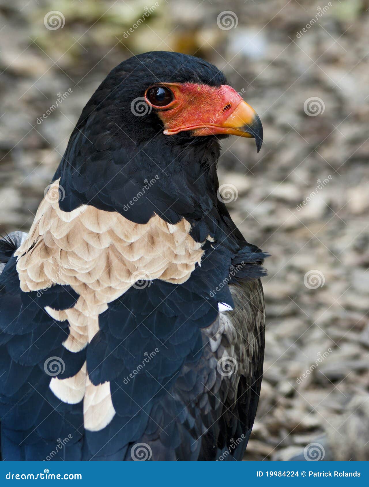 Bateleur Eagle - Wild Bird Background From Africa - Iconic Beauty Of ...