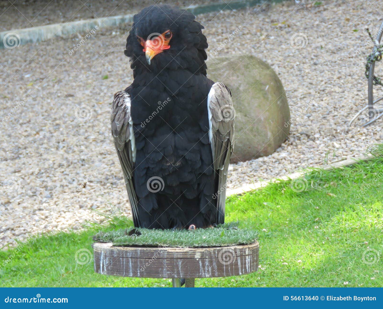 Bateleur Eagle stock photo. Image of birds, eyes, wildlife - 56613640
