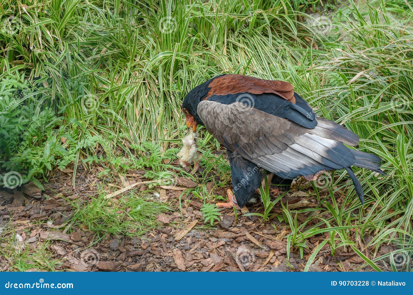 Bateleur Eagle Eats Chicken Stock Photo - Image of falconry, hunter ...