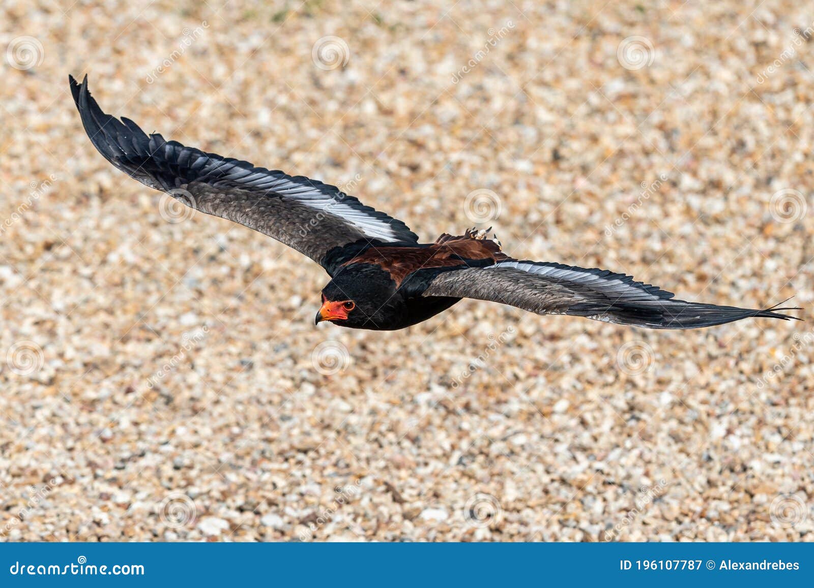 Bateleur Eagle Flying in the Meadow Stock Image - Image of bateleur, african: 196107787