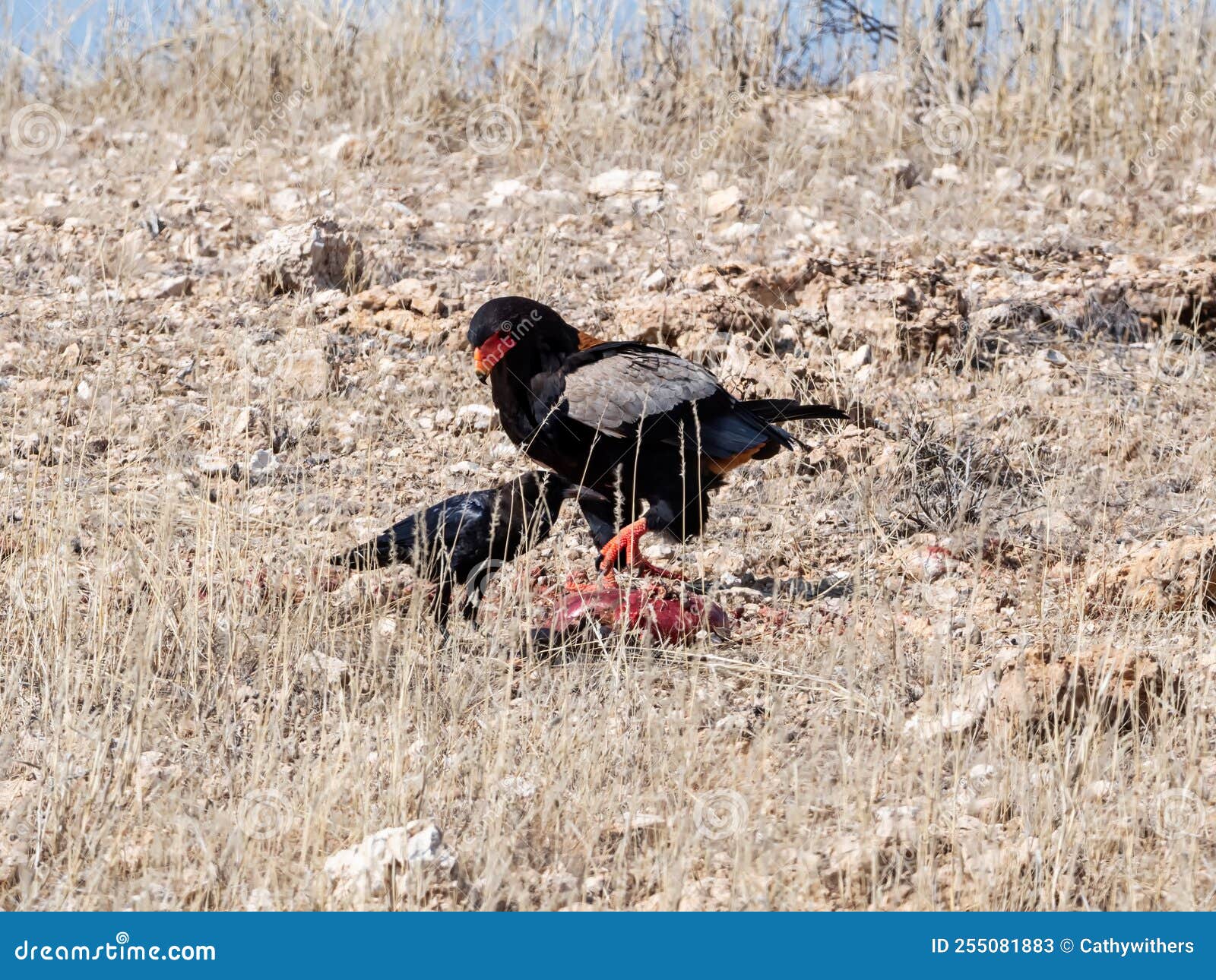 Bateleur Eagle with Kill stock image. Image of crow - 255081883