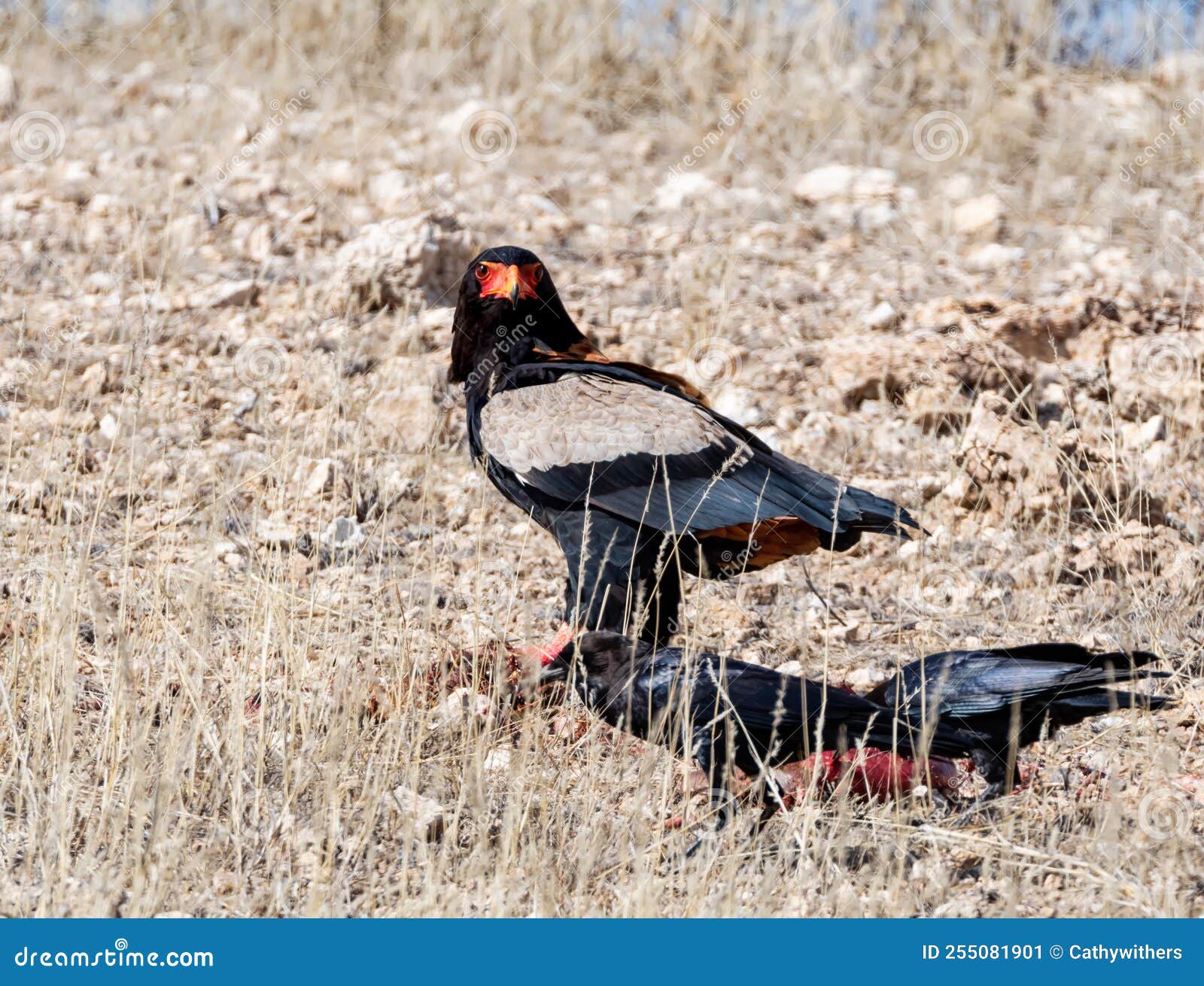 Bateleur Eagle with Kill stock image. Image of kalahari - 255081901