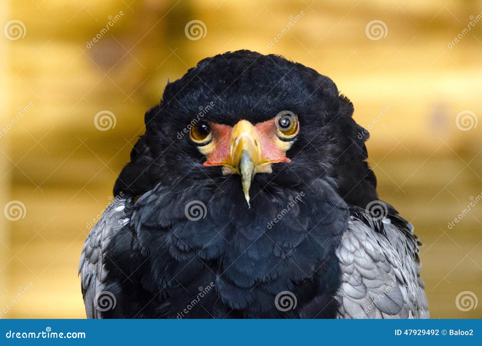Bateleur Eagle stock photo. Image of evil, raptor, carnivore - 47929492
