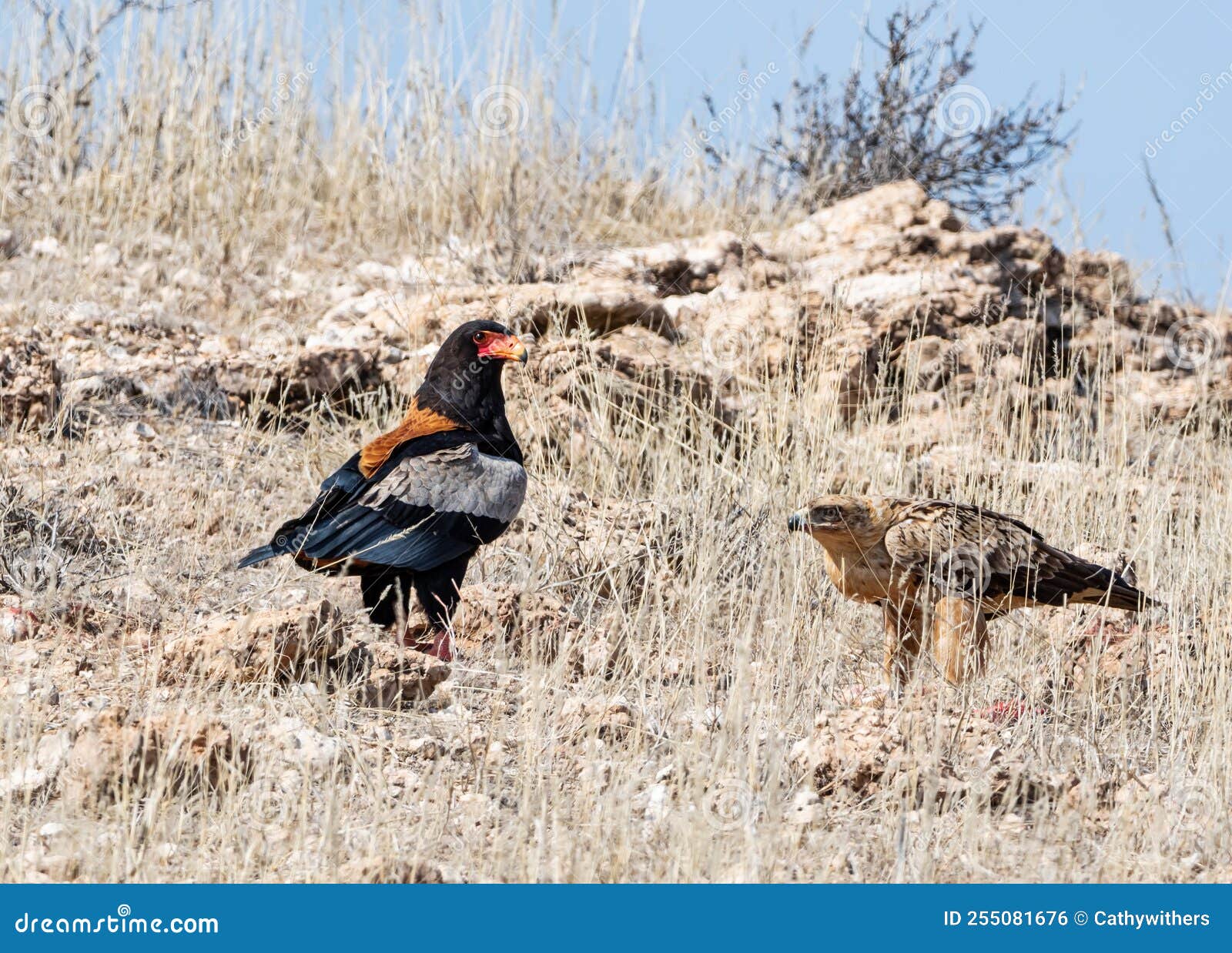 Bateleur and Tawny Eagles stock photo. Image of africa - 255081676