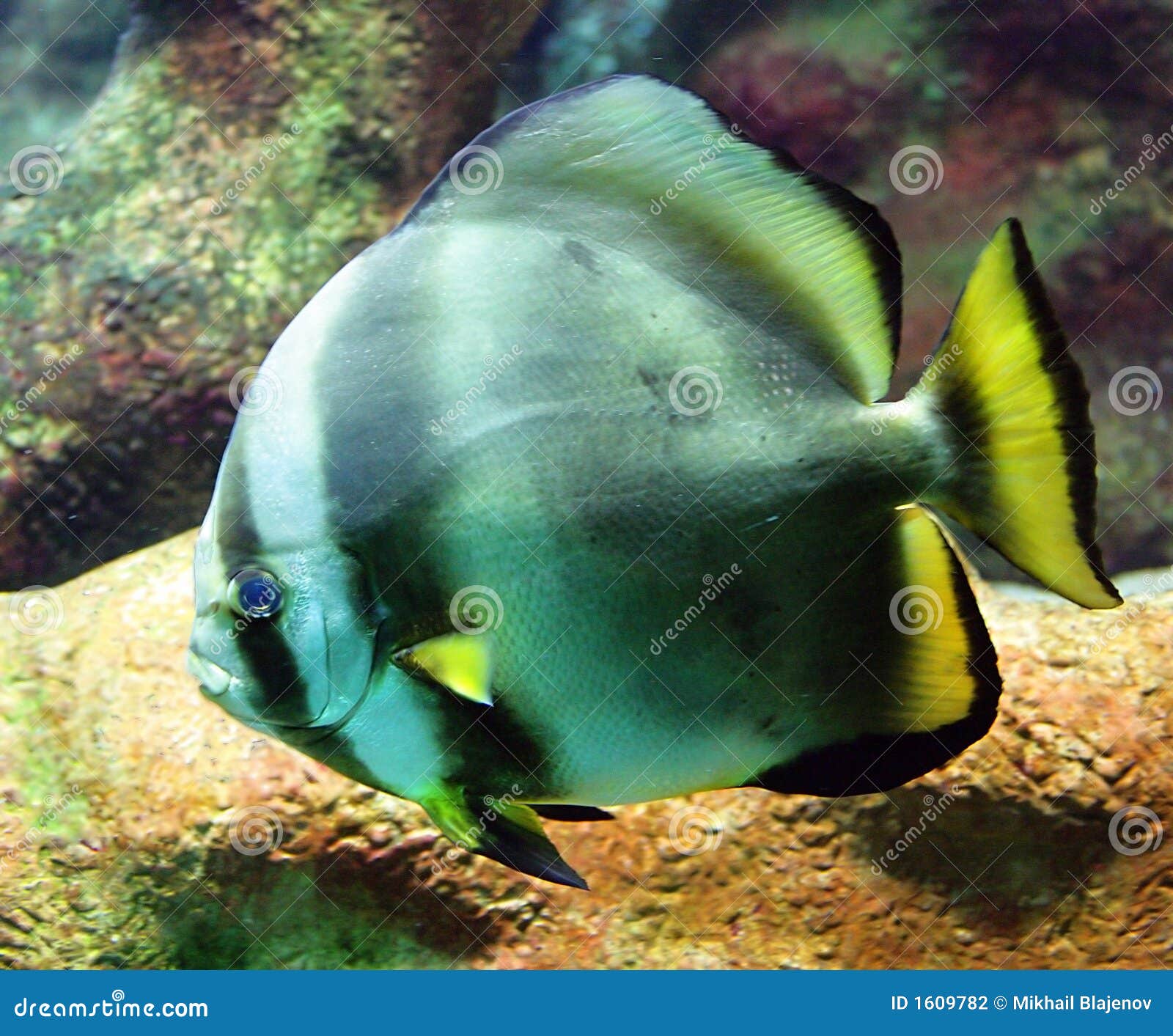 Batfish 1 stock photo. Image of life, salty, aquarium - 1609782