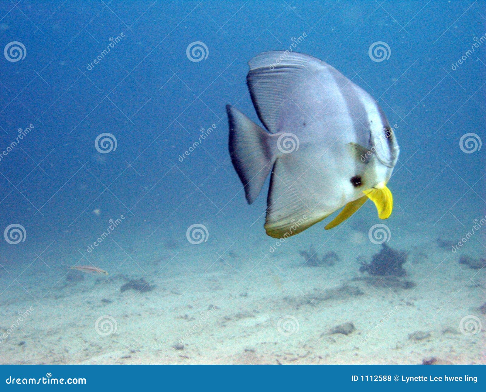 Batfish stock photo. Image of single, life, batfish, food - 1112588