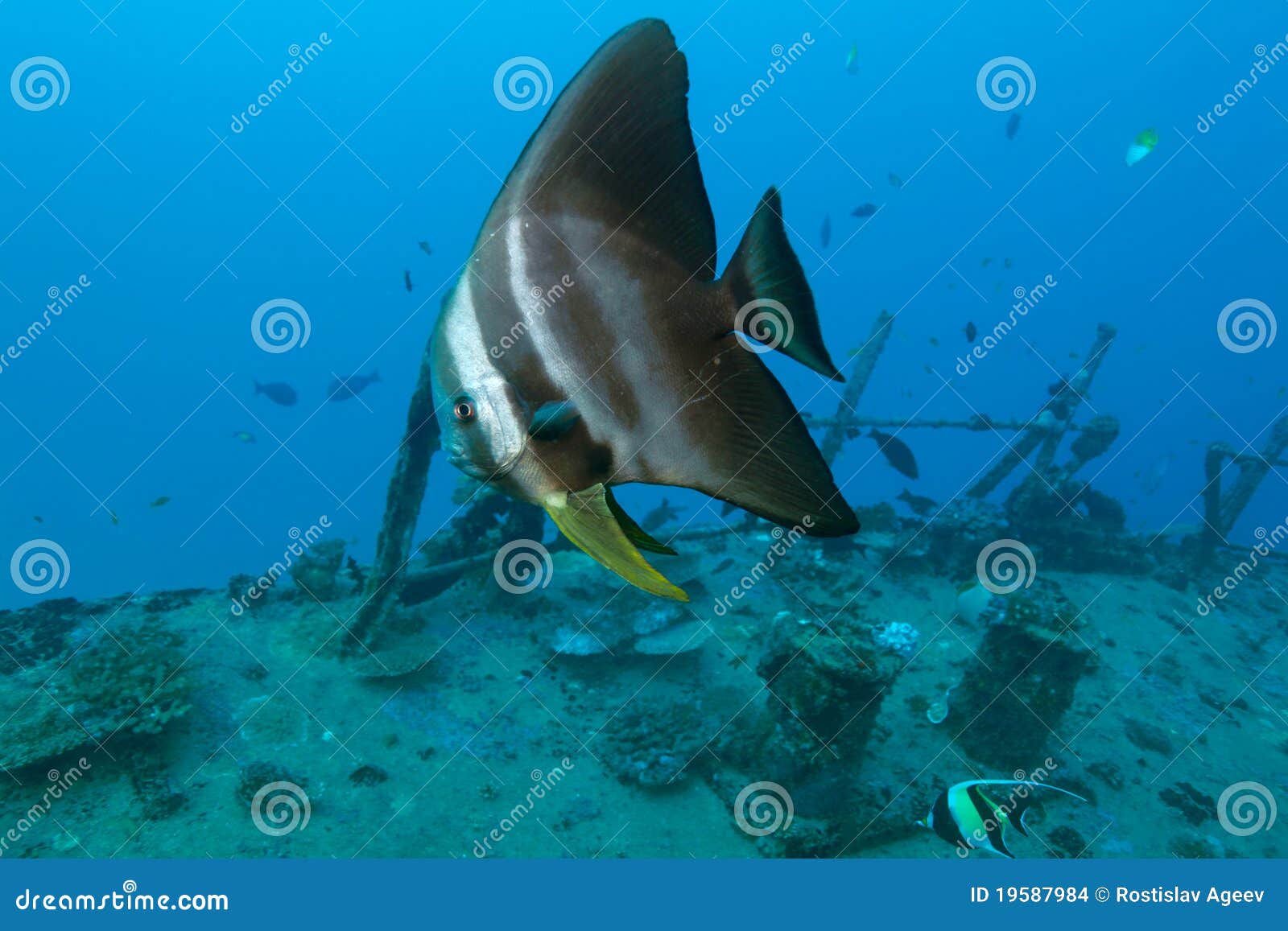 Batfish stock photo. Image of maldives, diving, scuba - 19587984
