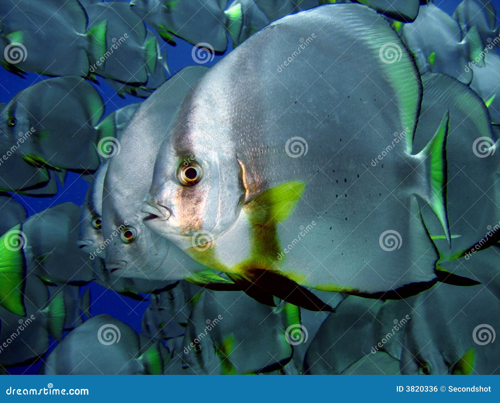 Batfish stock photo. Image of mabul, sipadan, travel, dive - 3820336
