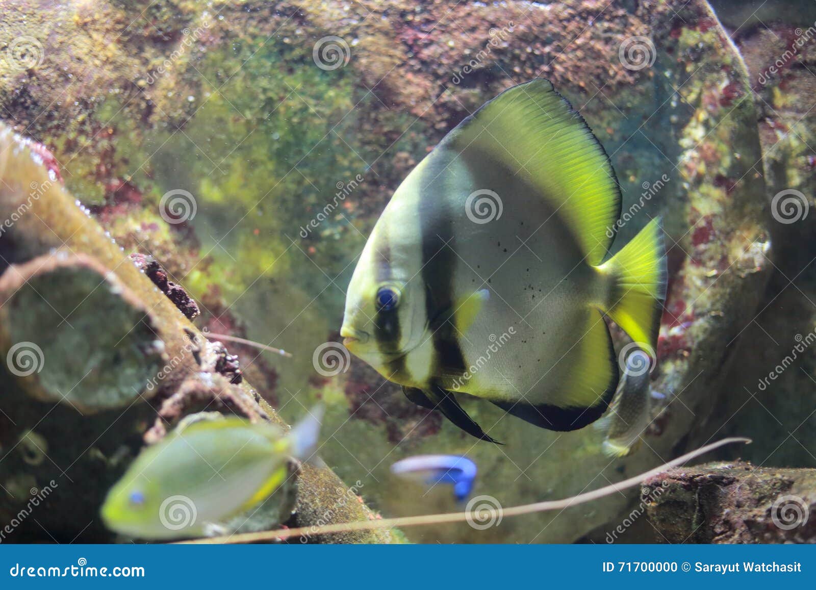 Batfish stock photo. Image of ocean, marine, fauna, wild - 71700000