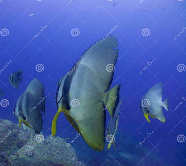 Batfish stock photo. Image of reefs, color, dive, close - 32055600