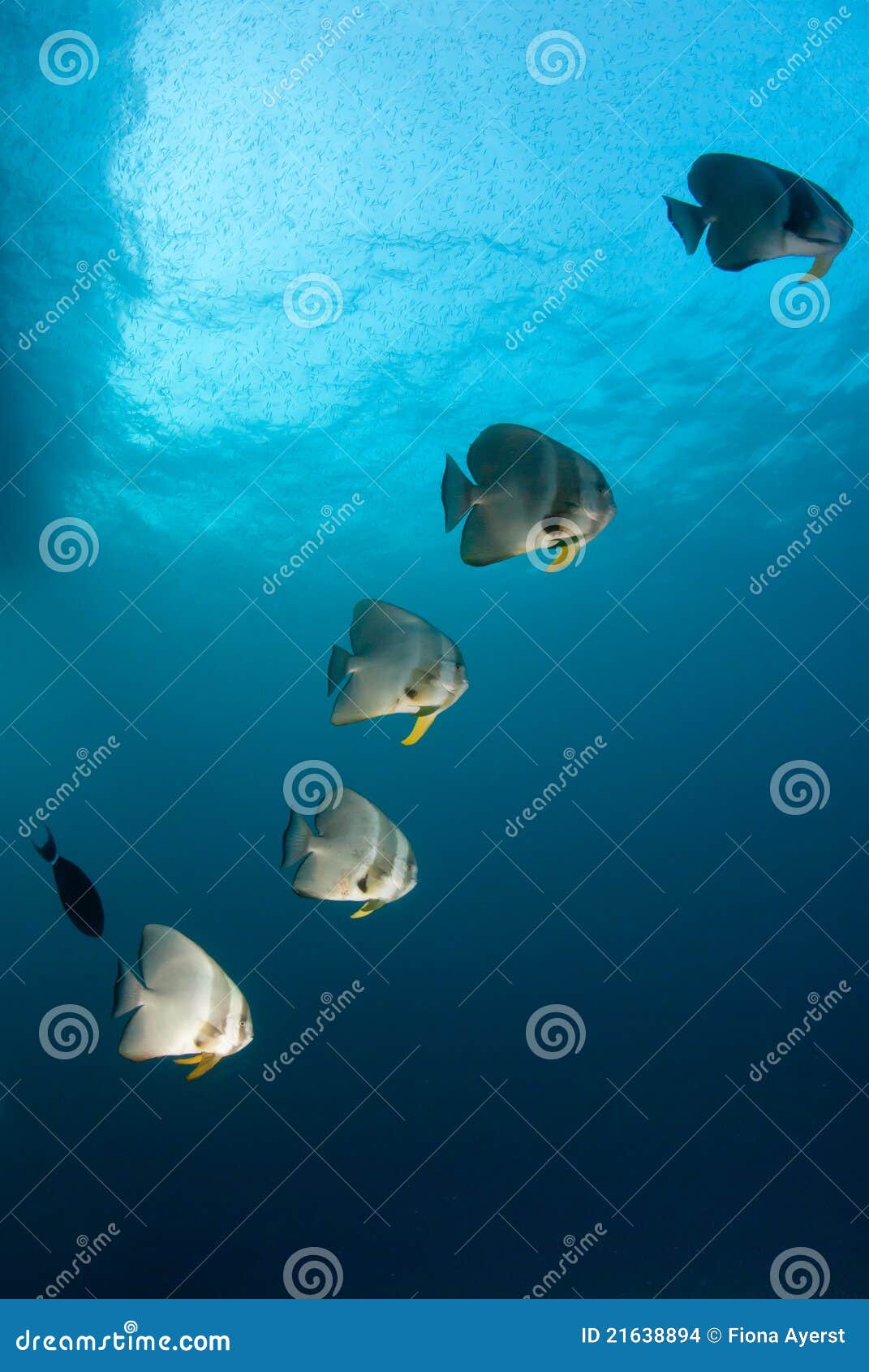 Batfish sequence stock photo. Image of shot, fish, schooling - 21638894