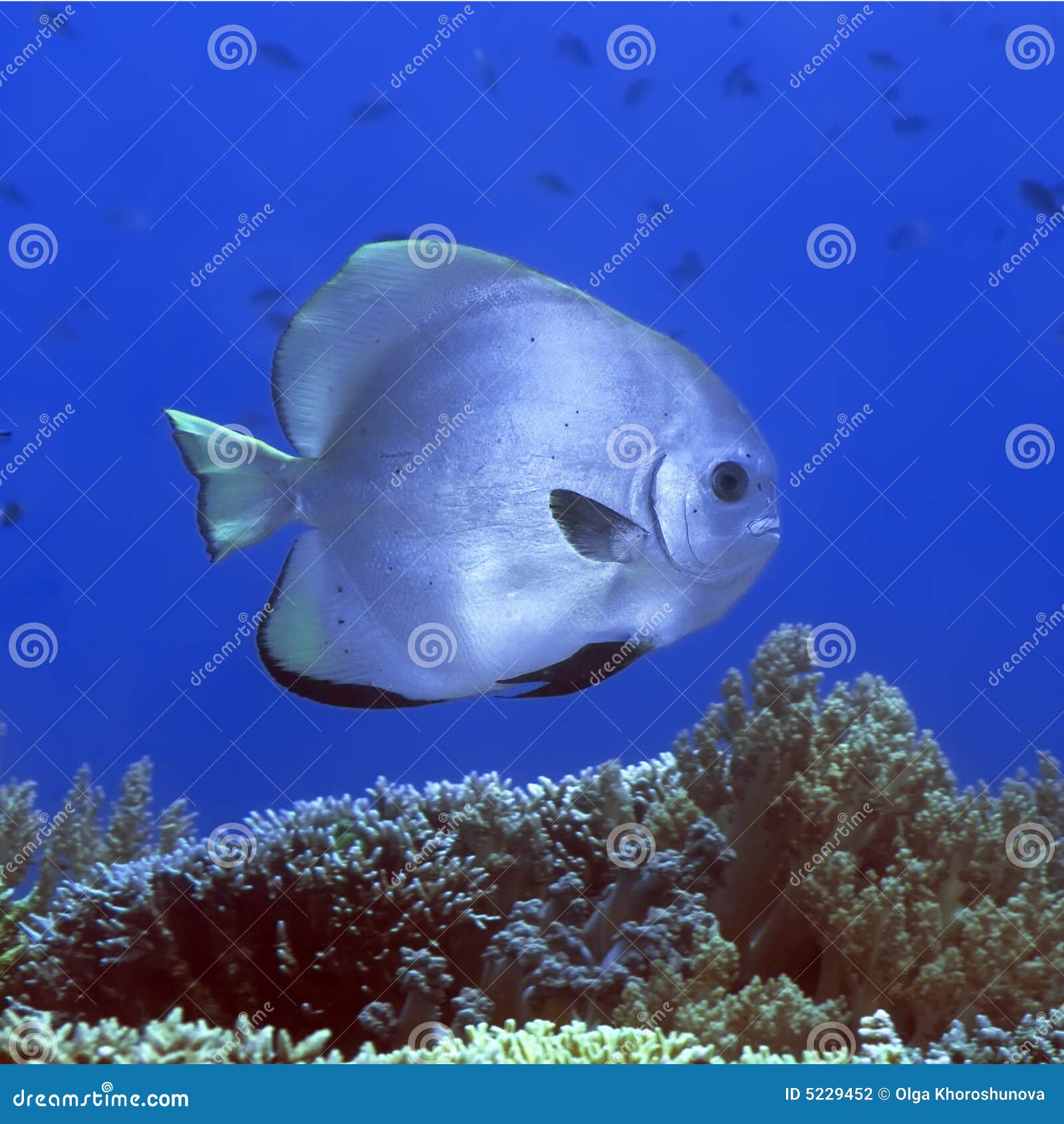 Batfish Tropical De Los Pescados Foto de archivo - Imagen de animal ...