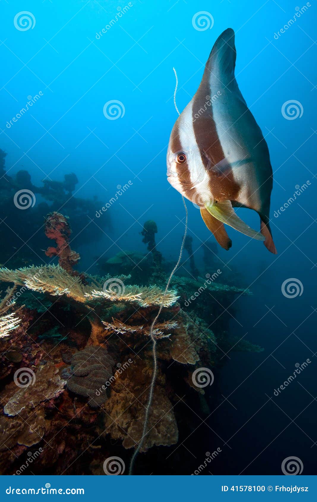 Batfish stock photo. Image of biologist, underwater, fish - 41578100