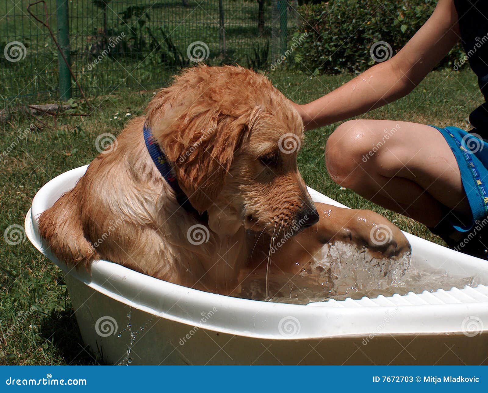 Bath stock image. Image of summer, mammal, animal, breed - 7672703