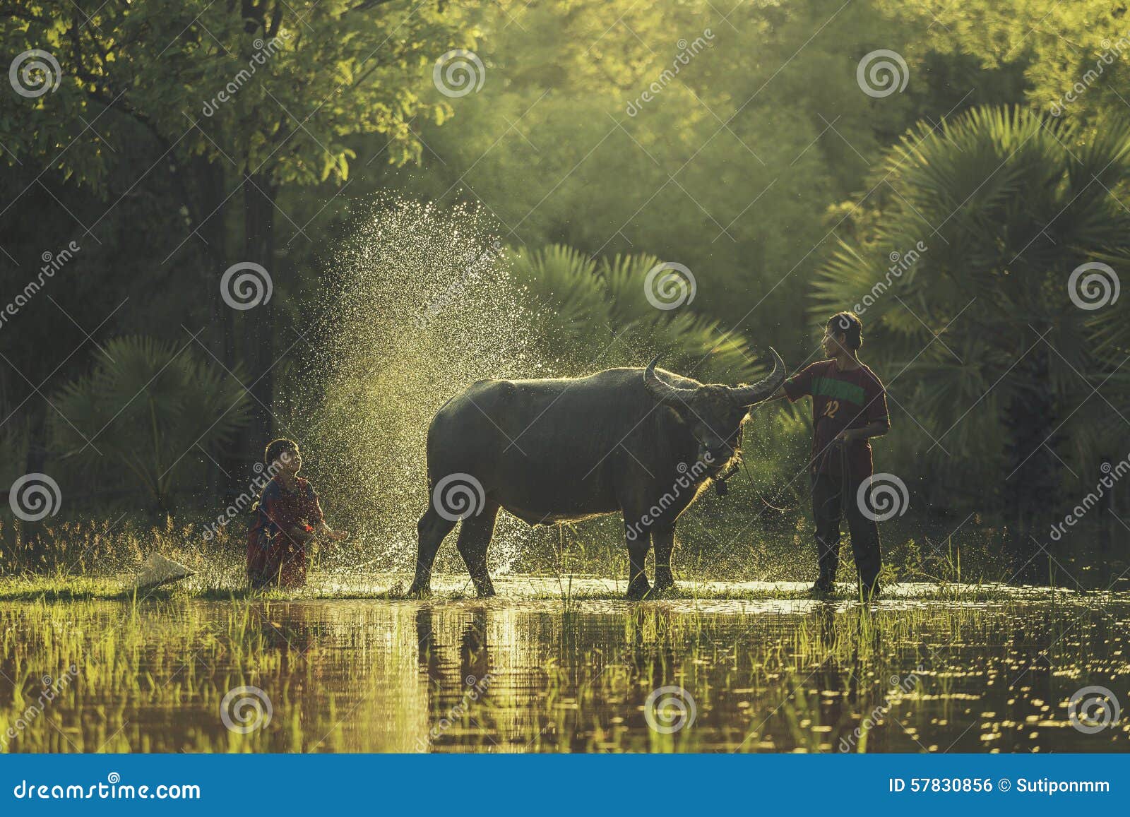 Bath buffalo farmer stock photo. Image of green, field - 57830856