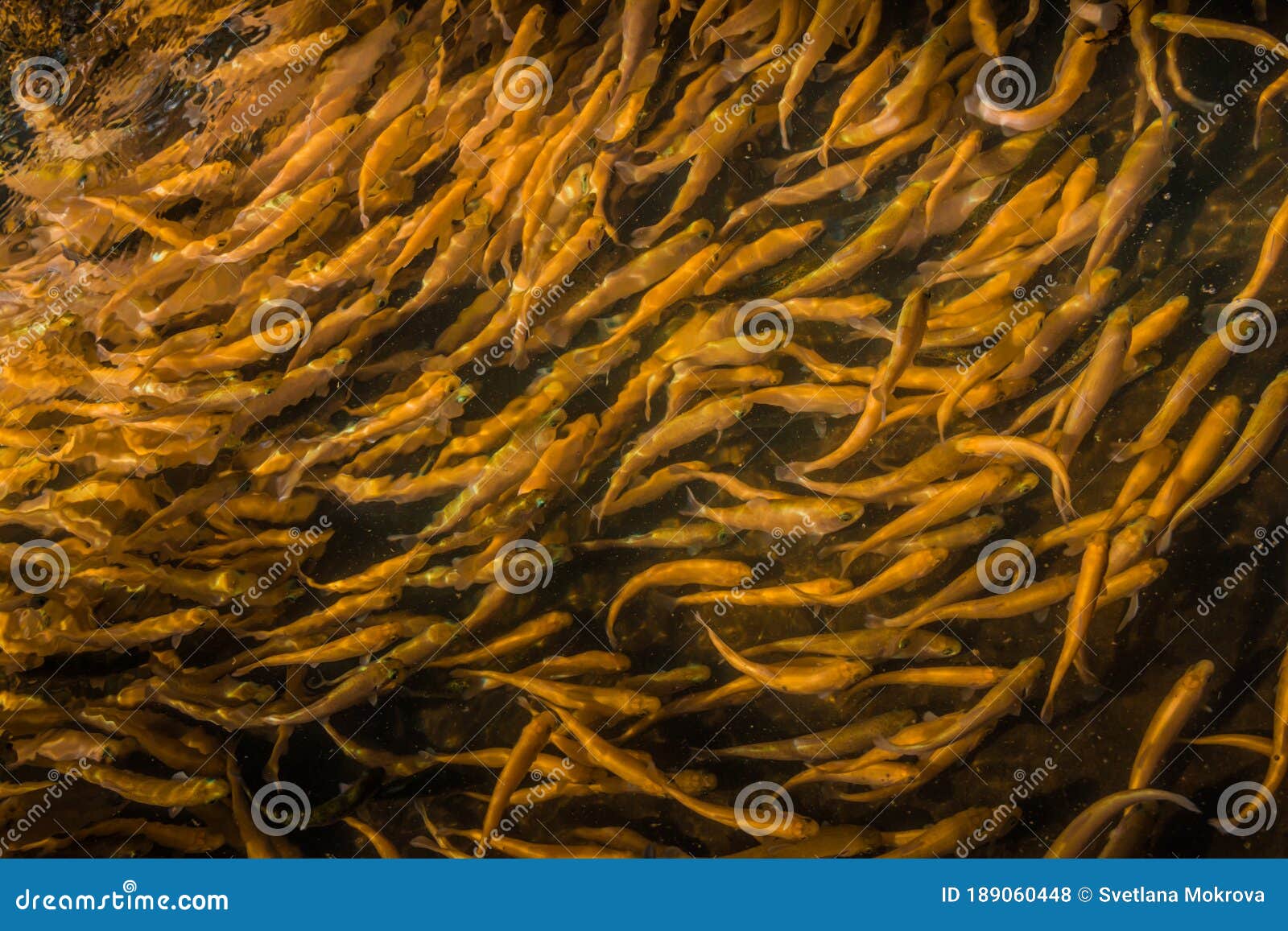 Bath Filled with Fish on the Trout Farm Stock Photo - Image of river ...