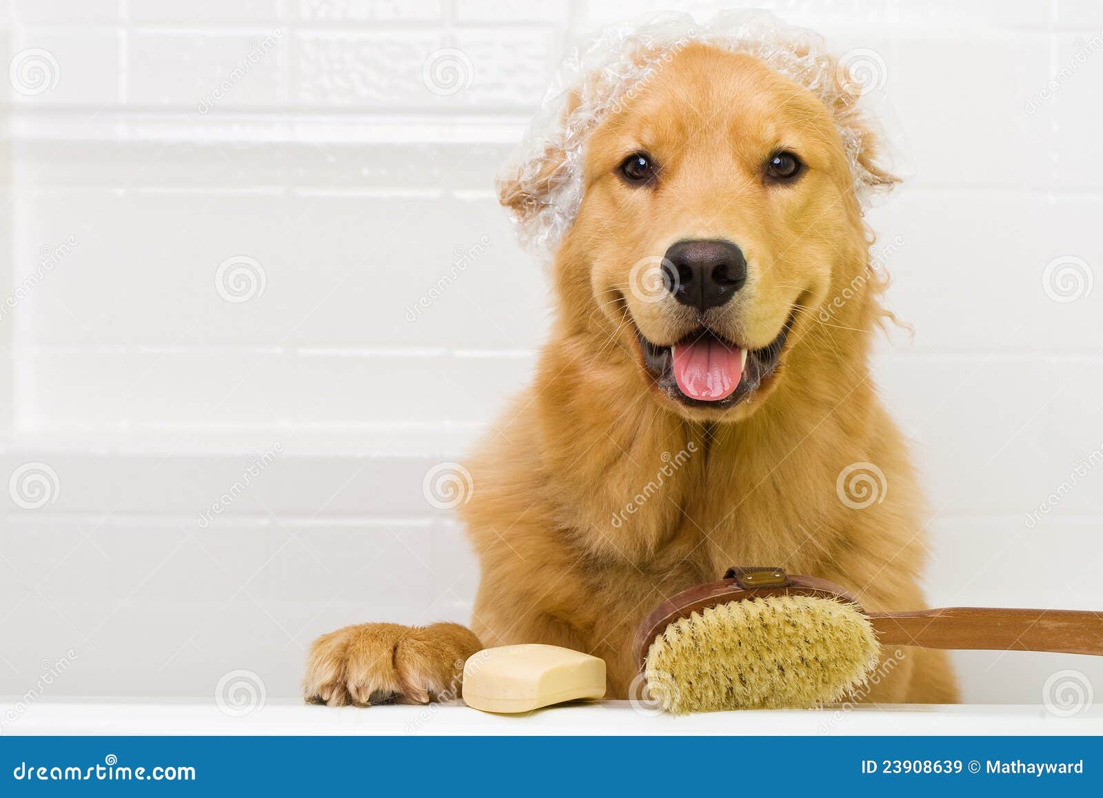 Bath Time for the dog stock image. Image of colorful - 23908639