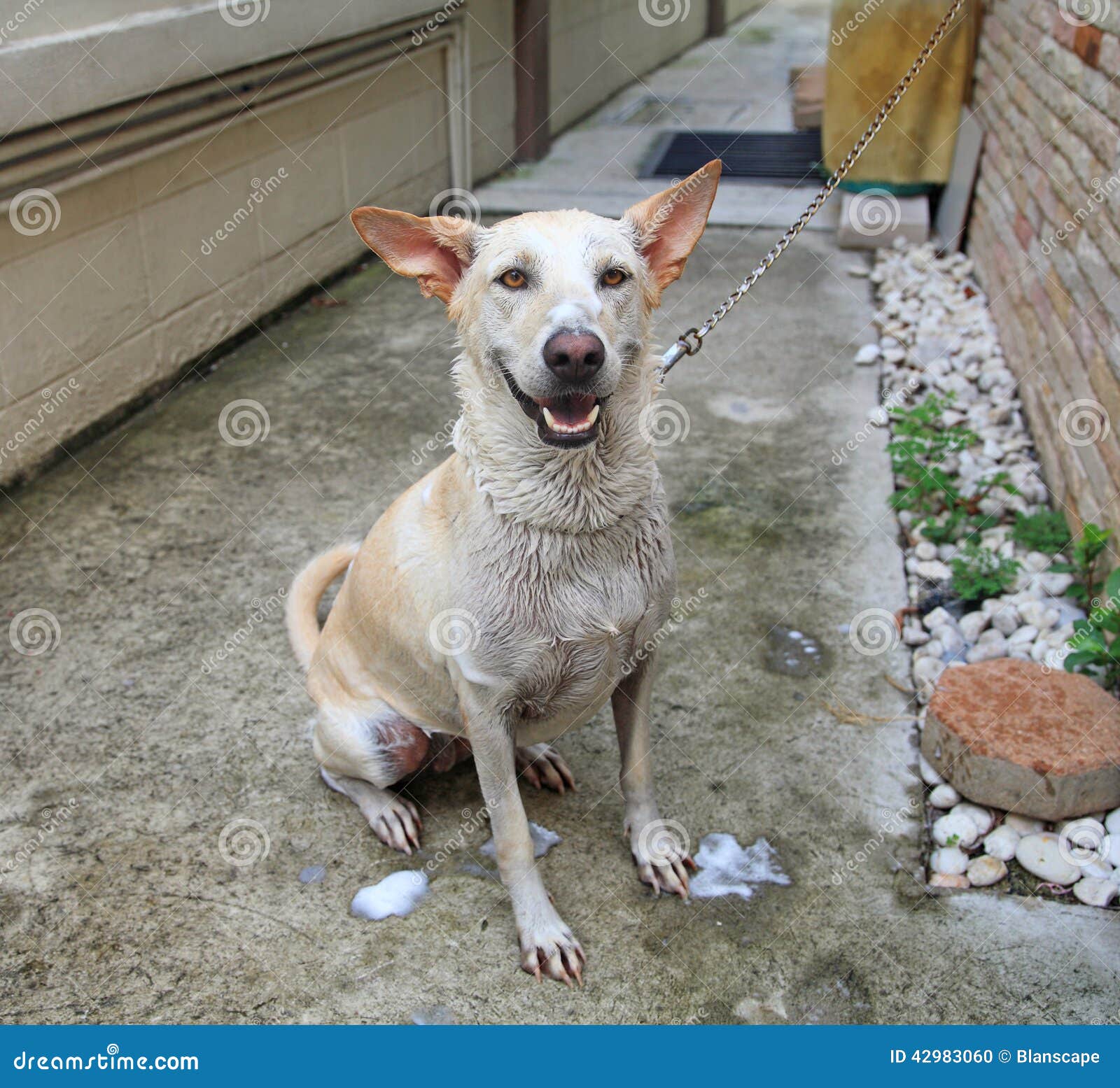 Bath time for happy Dog stock photo. Image of nose, clean - 42983060