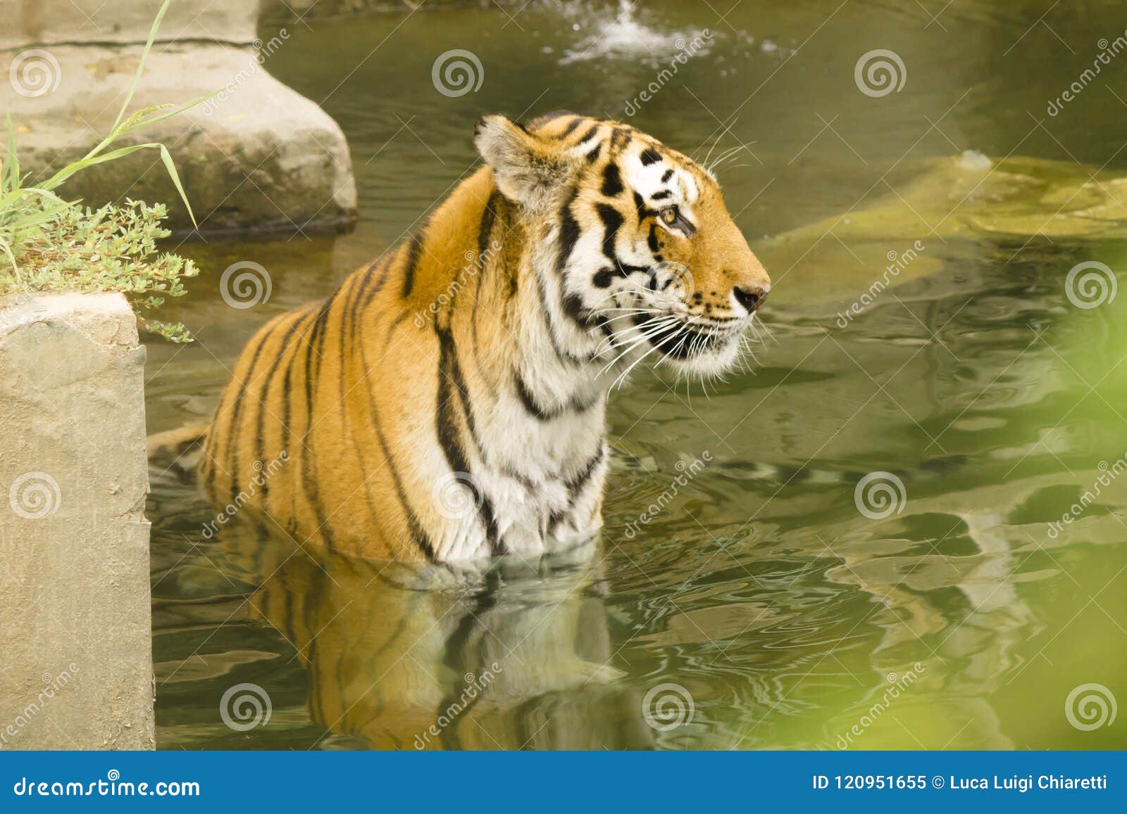 Bath time for a tiger stock image. Image of stripes - 120951655