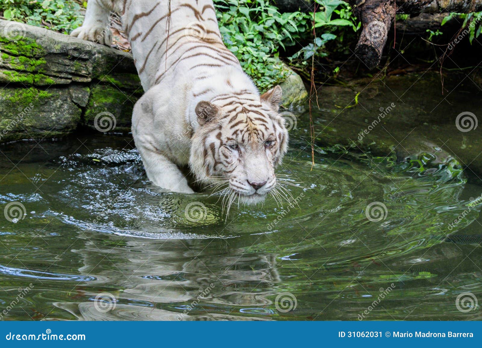 Bath time stock image. Image of colorful, jungle, recessive - 31062031