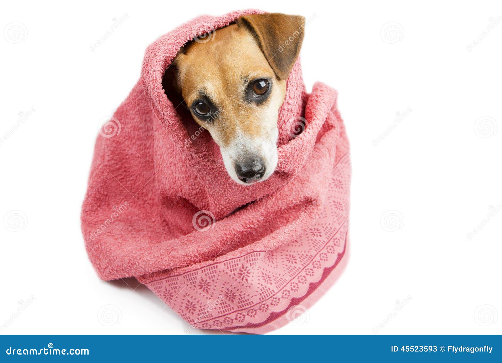 Bath washed dog stock image. Image of groomed, grooming - 45523593