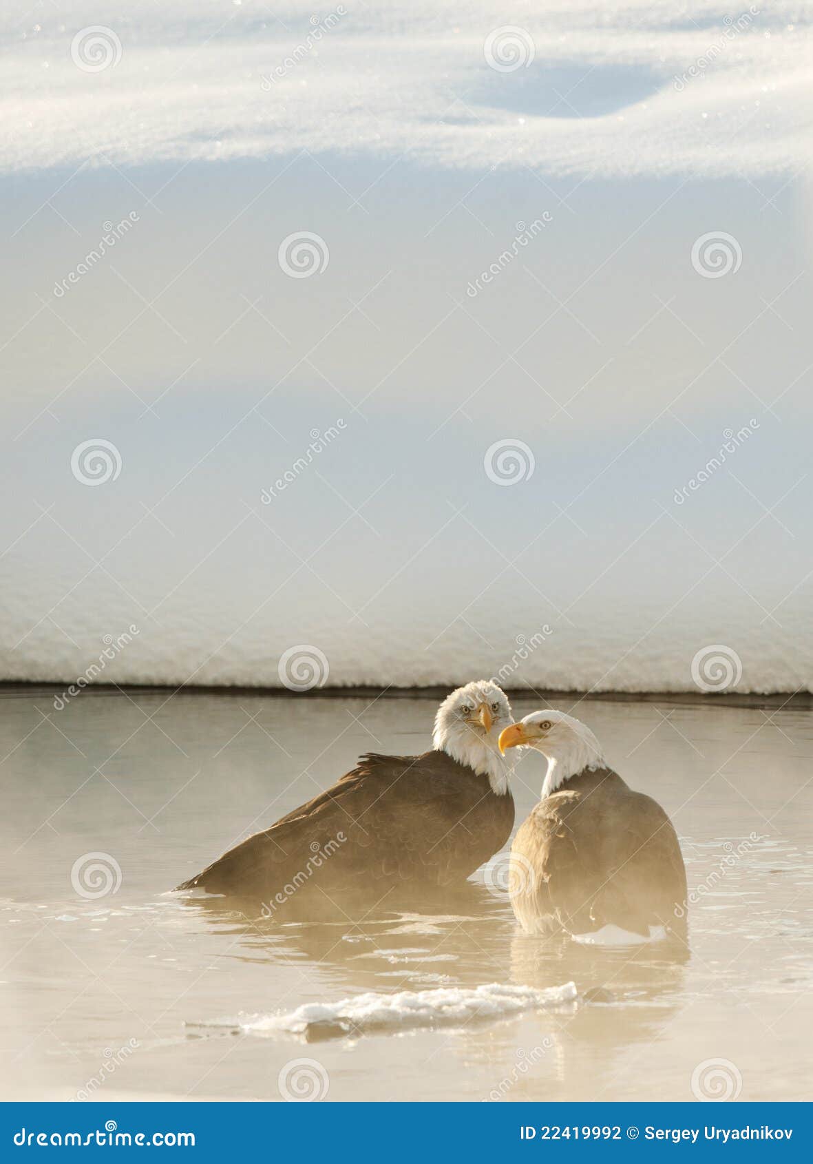 Bathing Bald eagles stock photo. Image of animal, eagles - 22419992