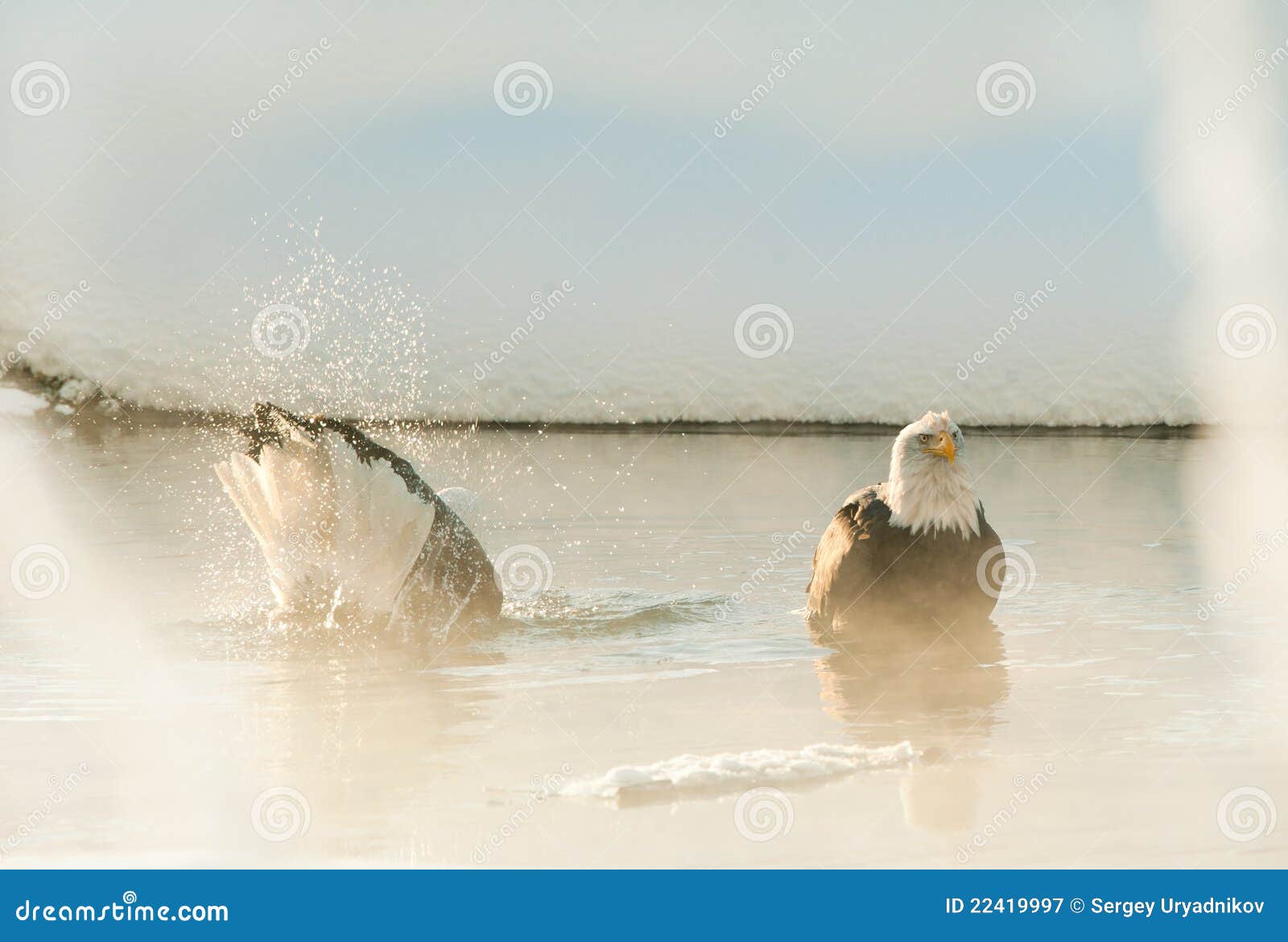 Bathing Bald eagles stock image. Image of outdoor, american - 22419997