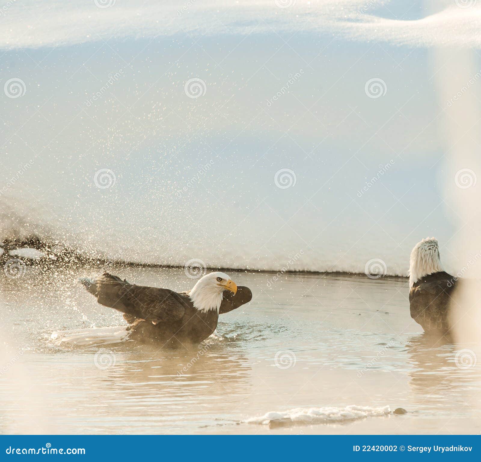 Bathing Bald eagles stock photo. Image of bathing, america - 22420002