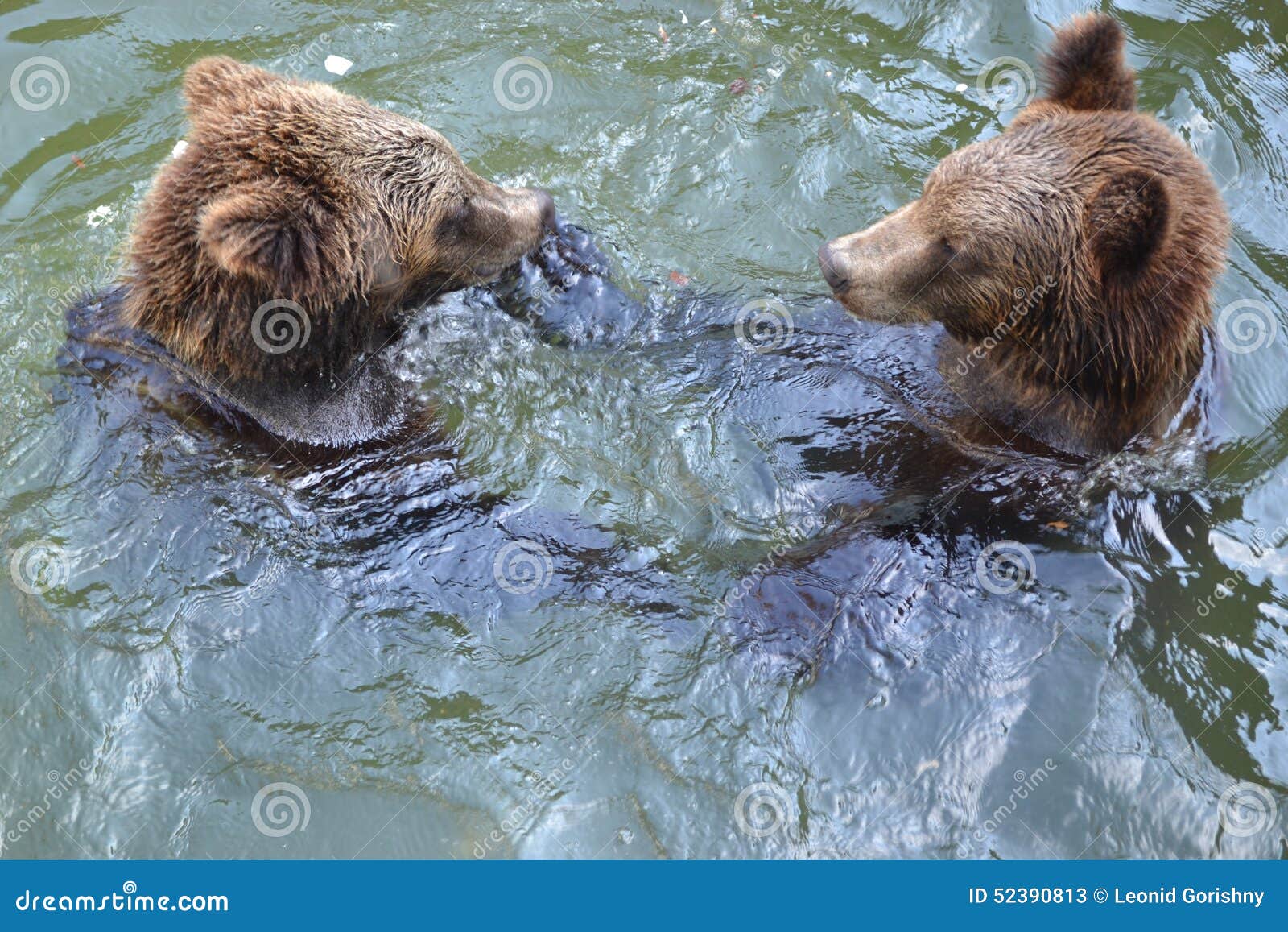 Bathing bears stock image. Image of toed, water, wildlife - 52390813