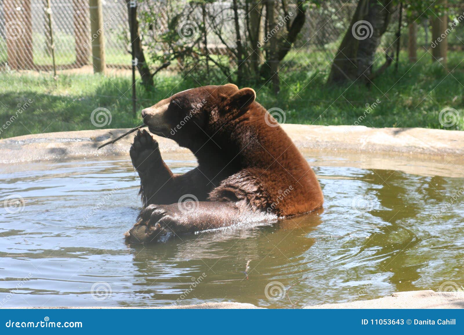 Bathing Beauty Bear stock image. Image of mammal, play - 11053643