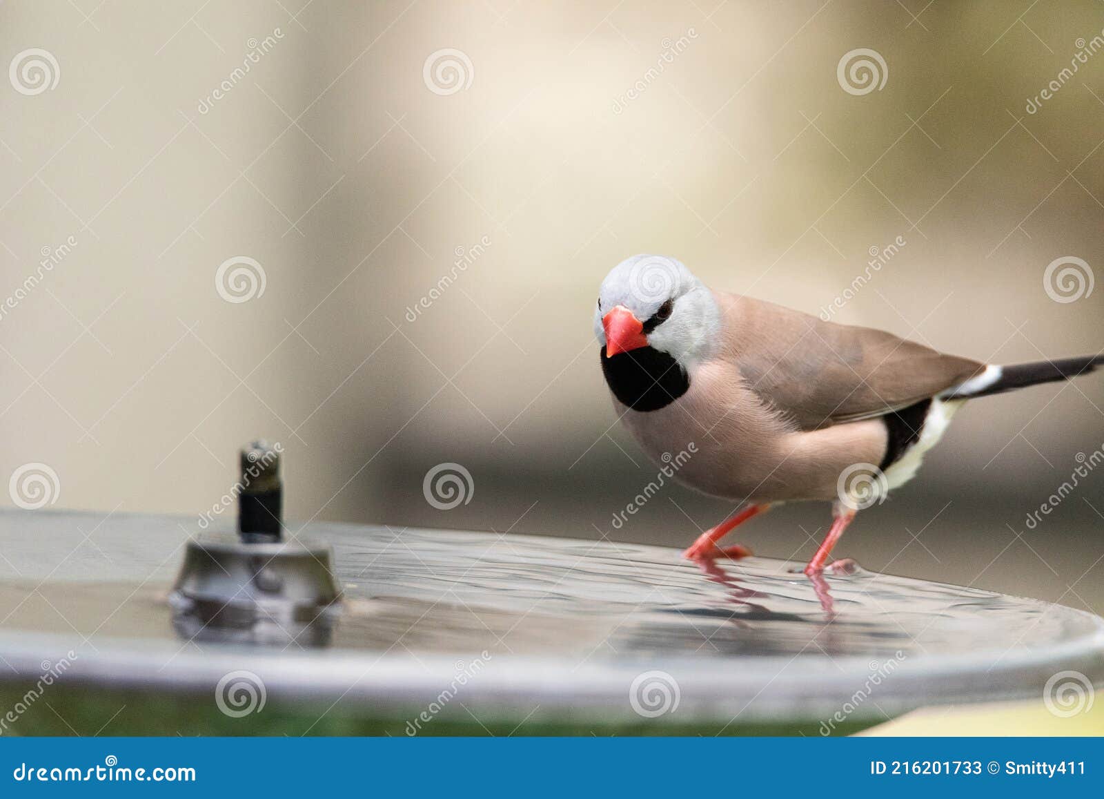 Bathing in a Bird Bath, a Long Tailed Finch Bird Poephila Acuticauda ...