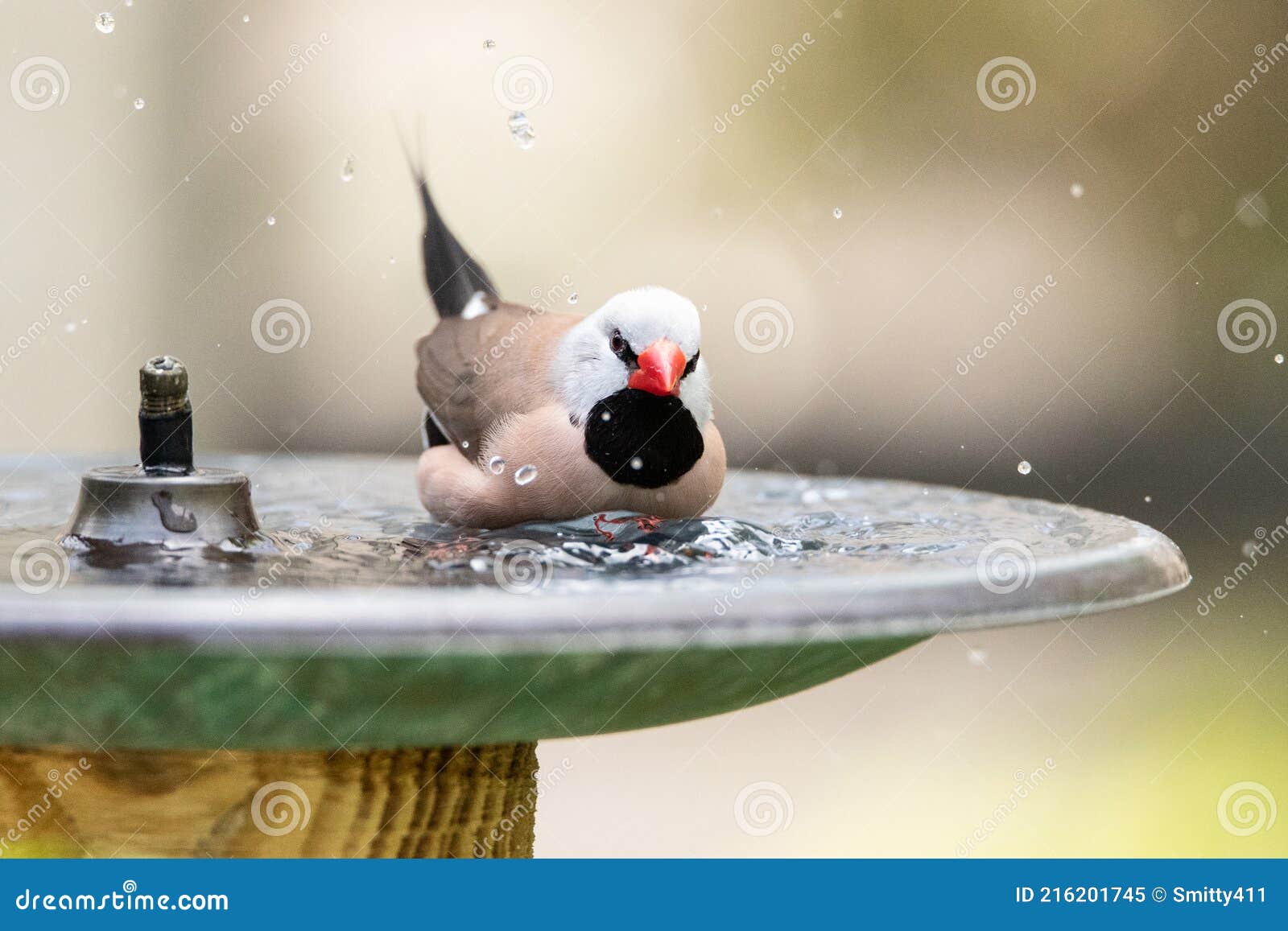 Bathing in a Bird Bath, a Long Tailed Finch Bird Poephila Acuticauda ...