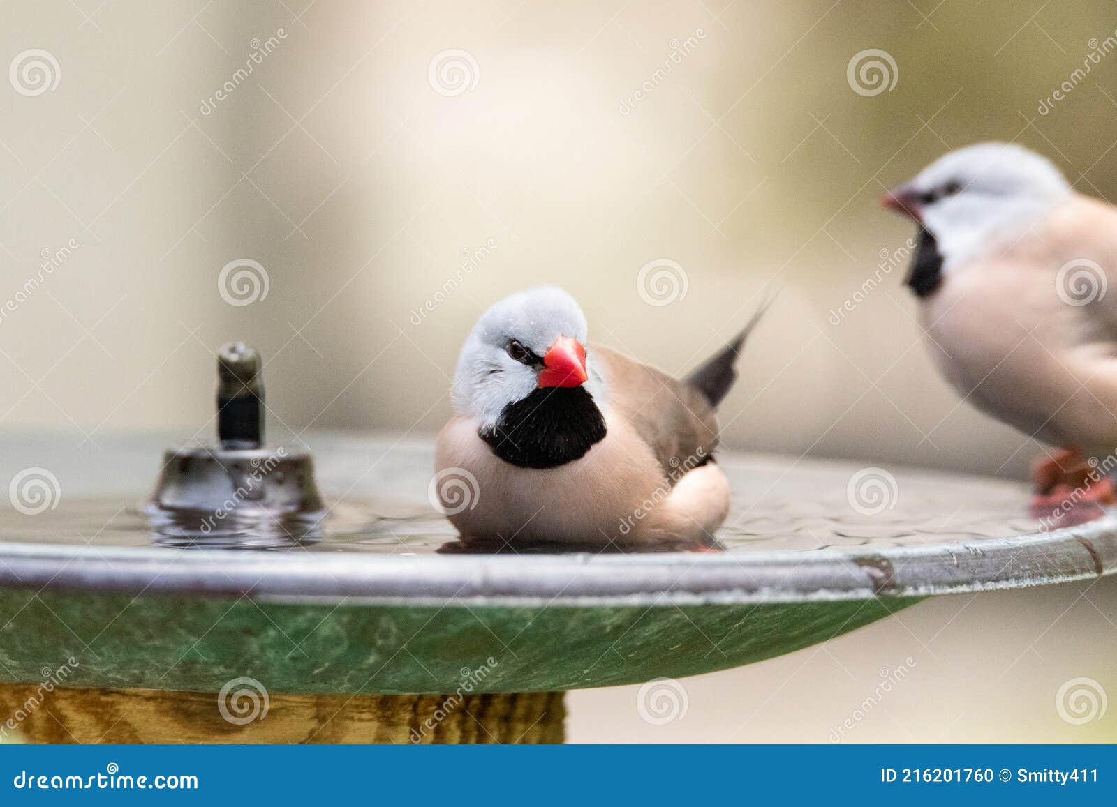 Bathing in a Bird Bath, a Long Tailed Finch Bird Poephila Acuticauda ...