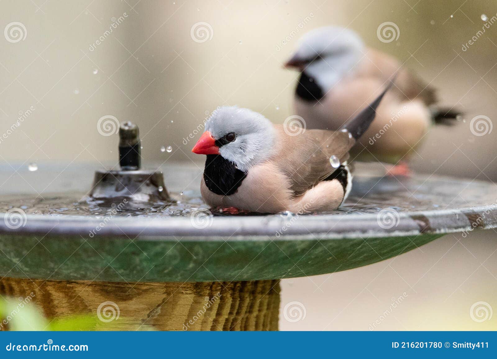 Bathing in a Bird Bath, a Long Tailed Finch Bird Poephila Acuticauda ...
