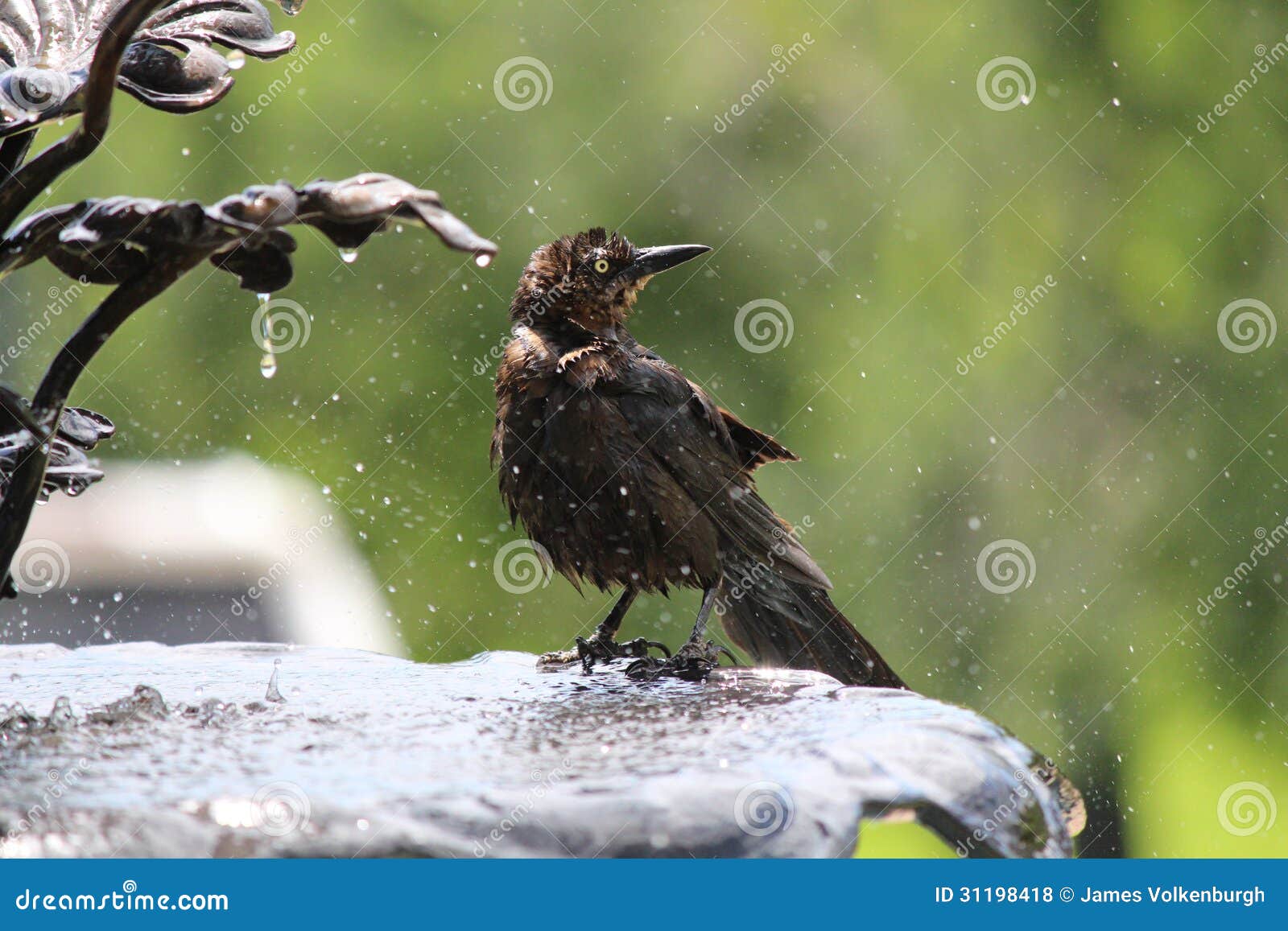 Bathing In A Bird Bath, A Long Tailed Finch Bird Poephila Acuticauda ...