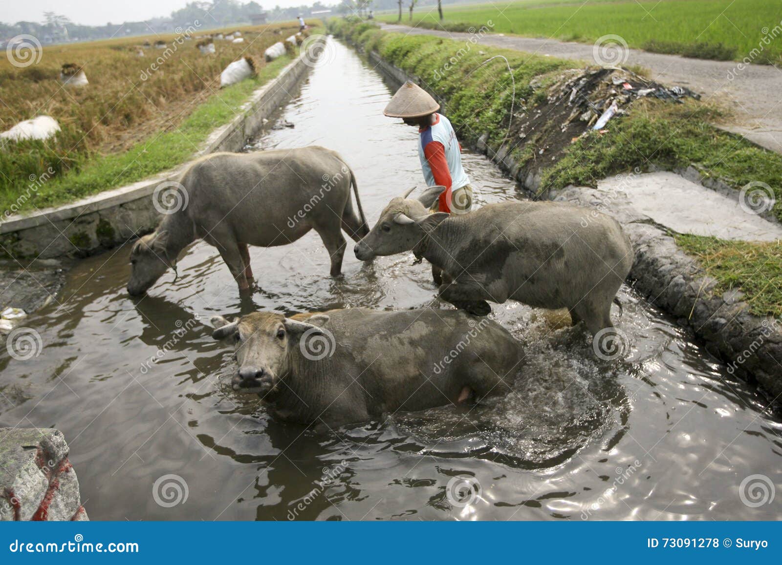 Bathing buffalo editorial stock photo. Image of buffalo - 73091278