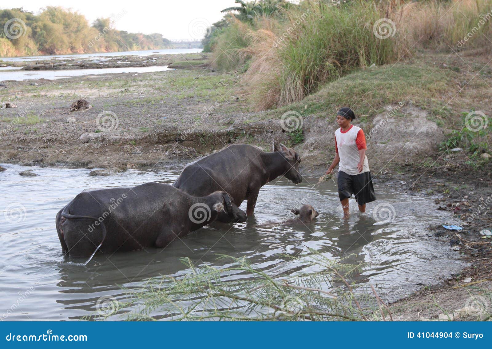 Bathing buffalo editorial stock image. Image of farmers - 41044904