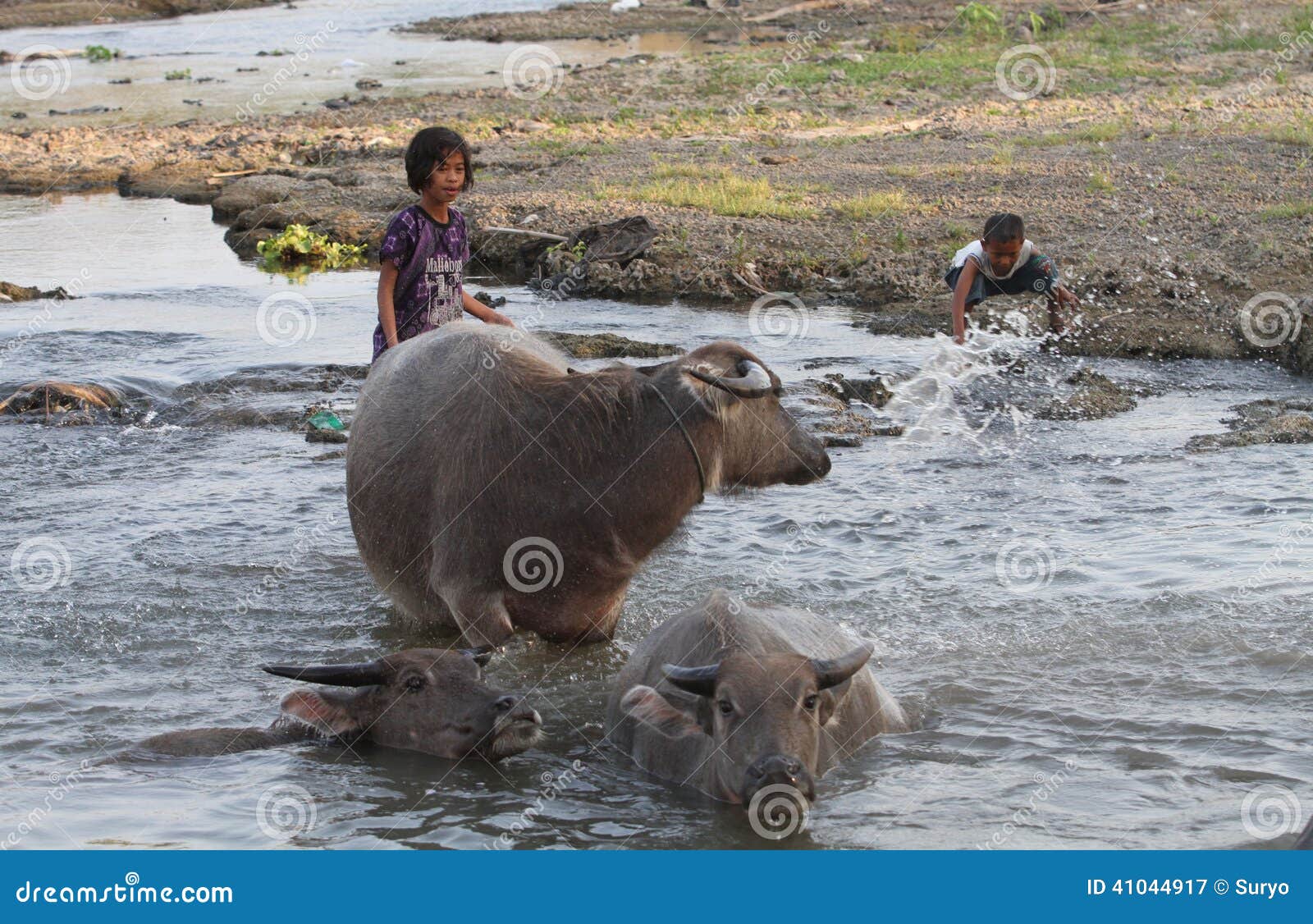 Bathing buffalo editorial photography. Image of water - 41044917