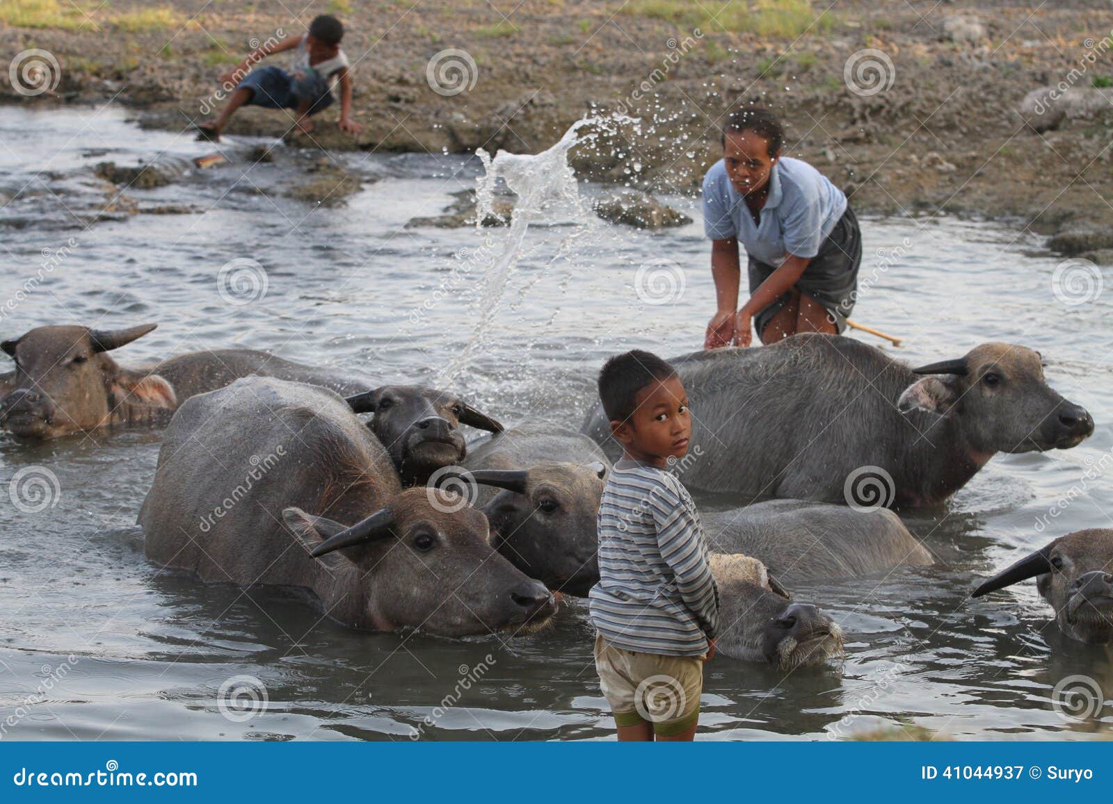 Bathing buffalo editorial photography. Image of river - 41044937