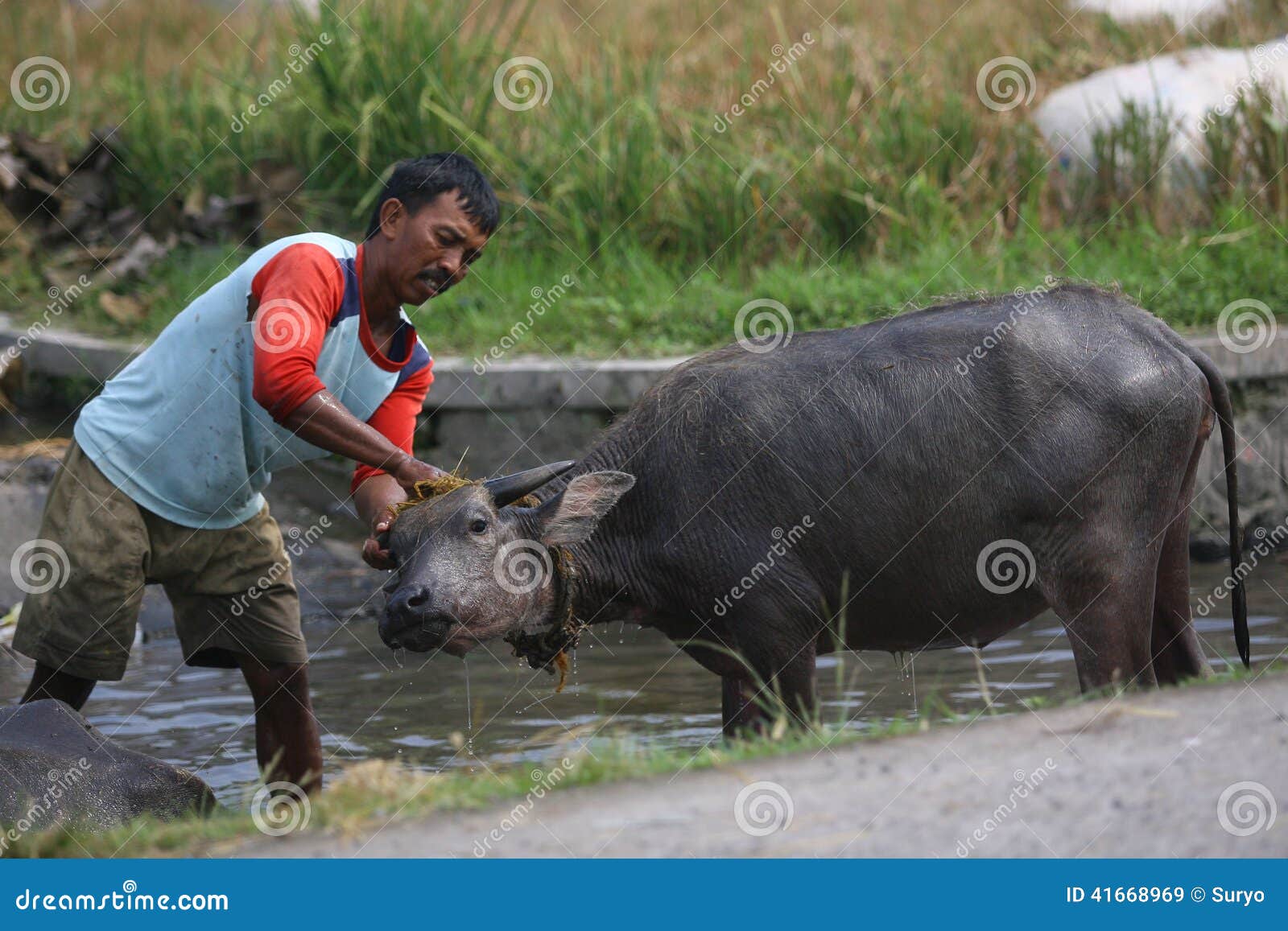 Bathing buffalo editorial stock image. Image of java - 41668969