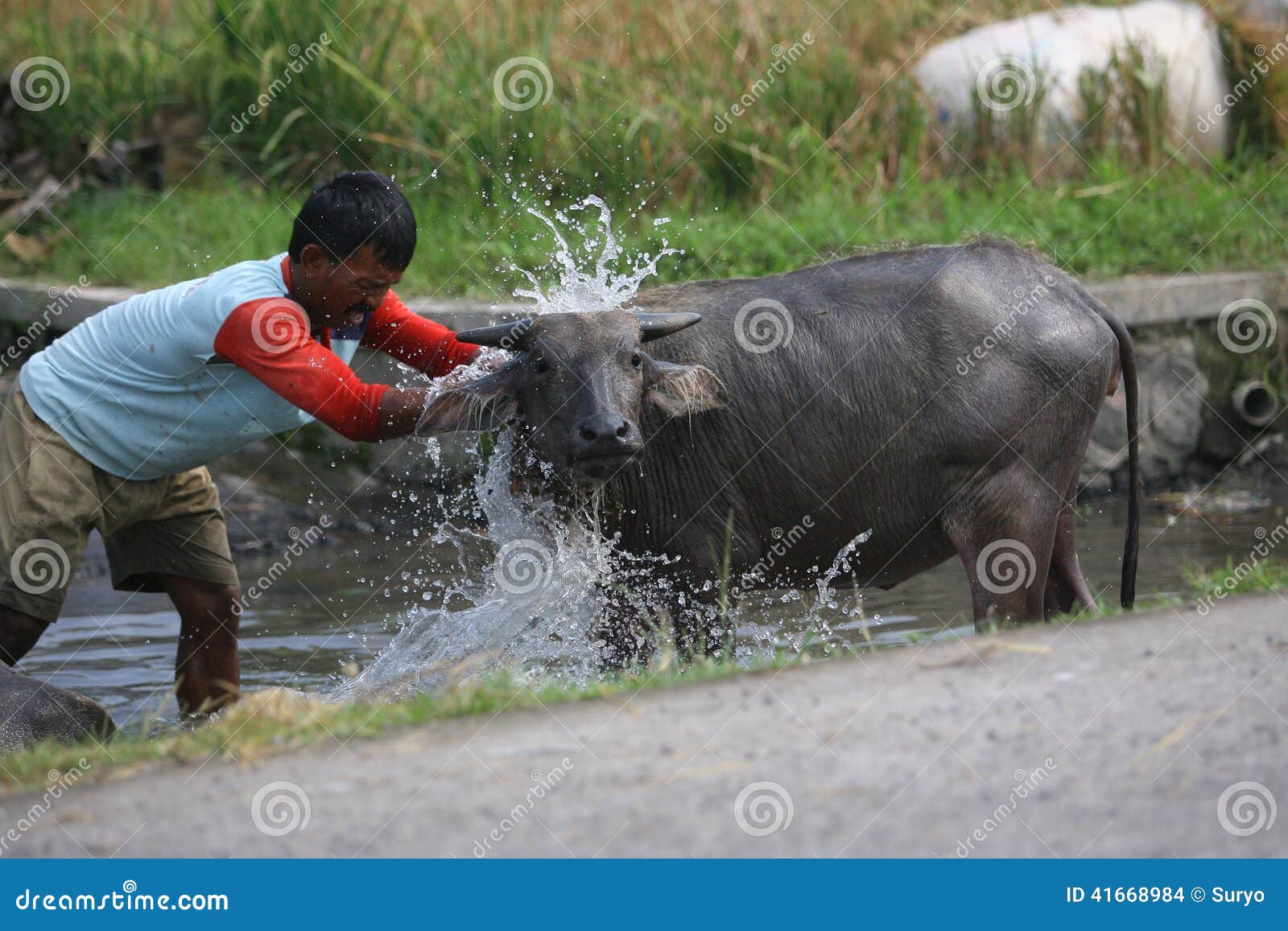 Bathing buffalo editorial stock image. Image of farmers - 41668984