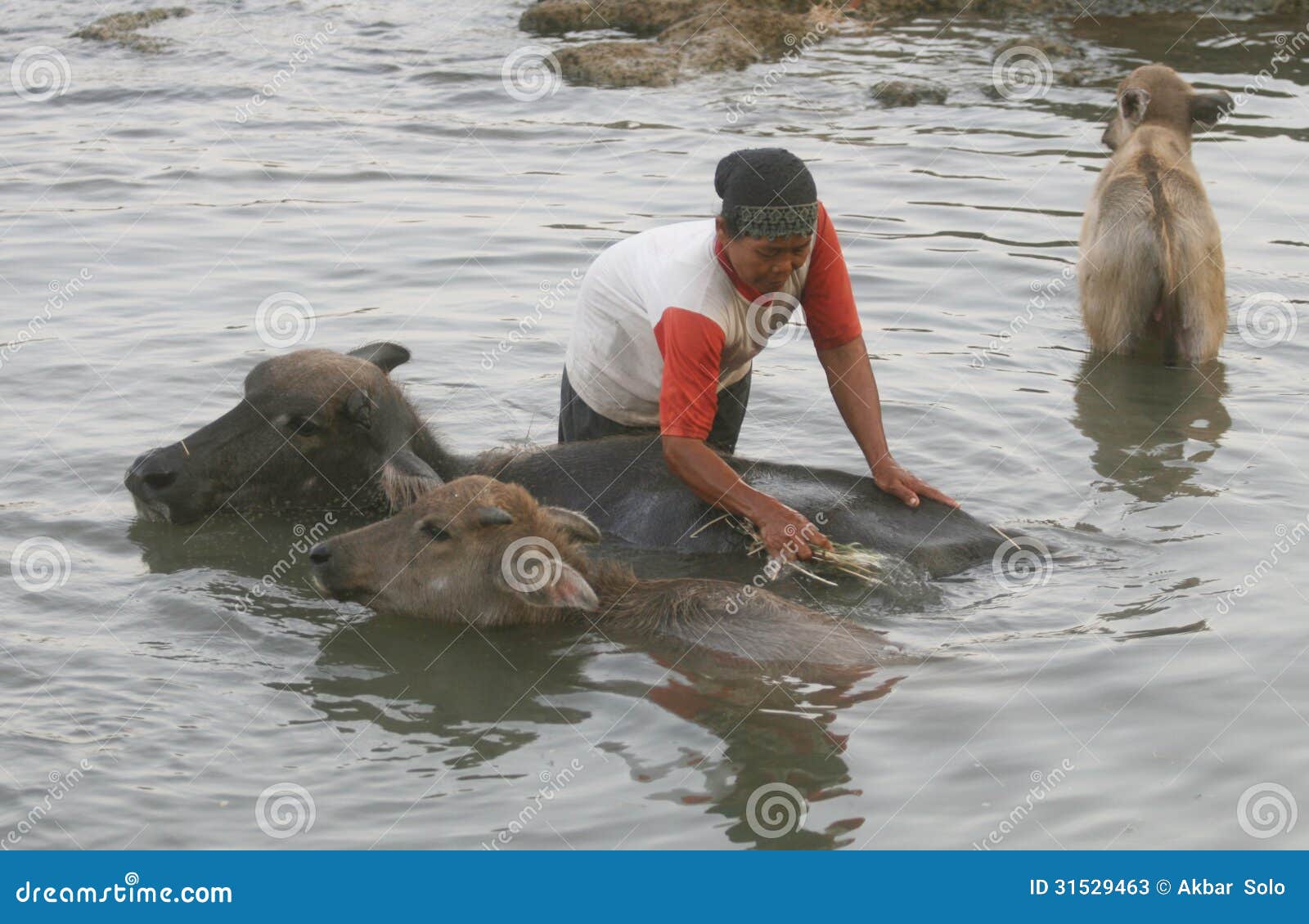 Bathing buffalo editorial stock photo. Image of bull - 31529463