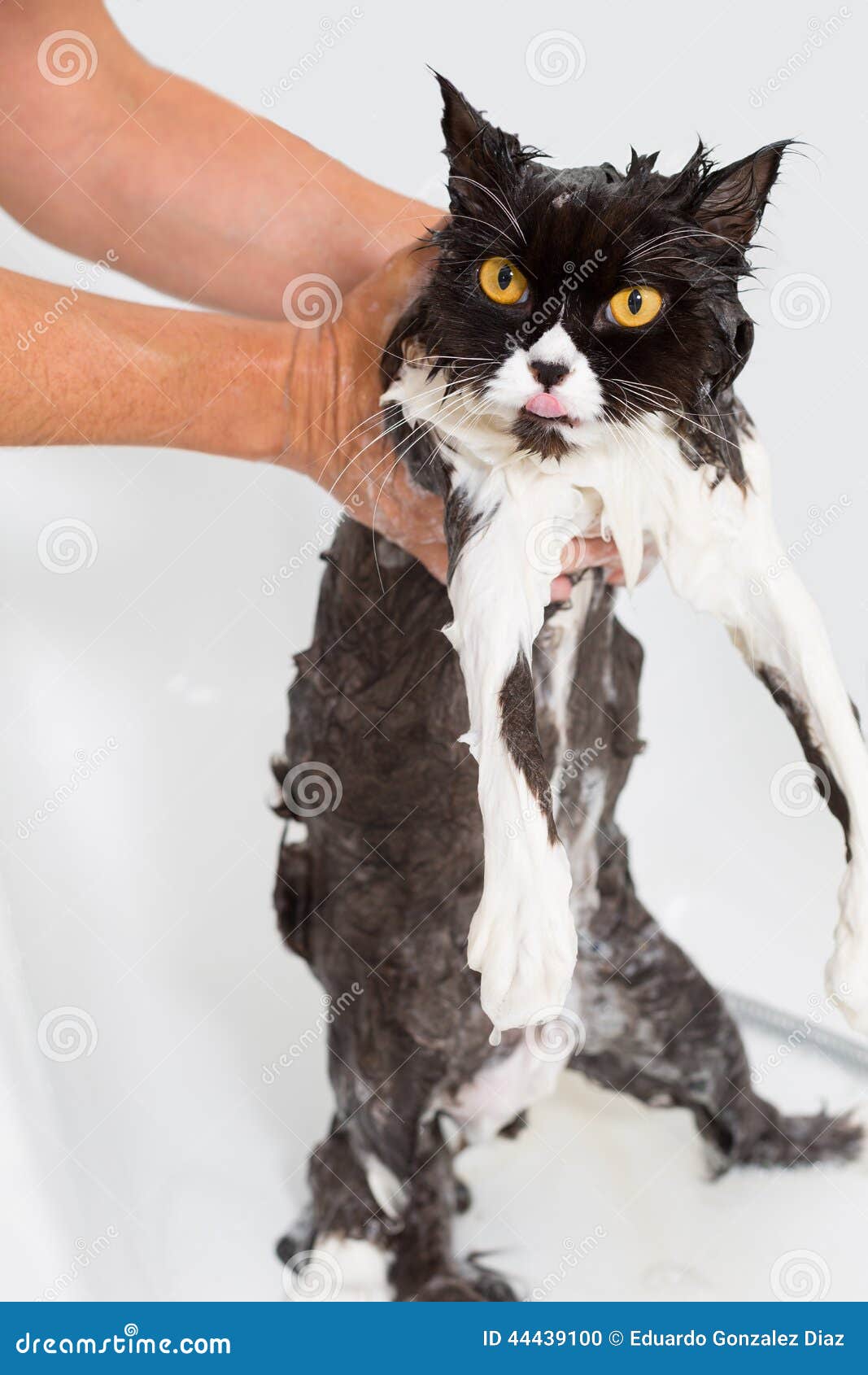 Bathing a cat stock photo. Image of afraid, sodden, animals - 44439100