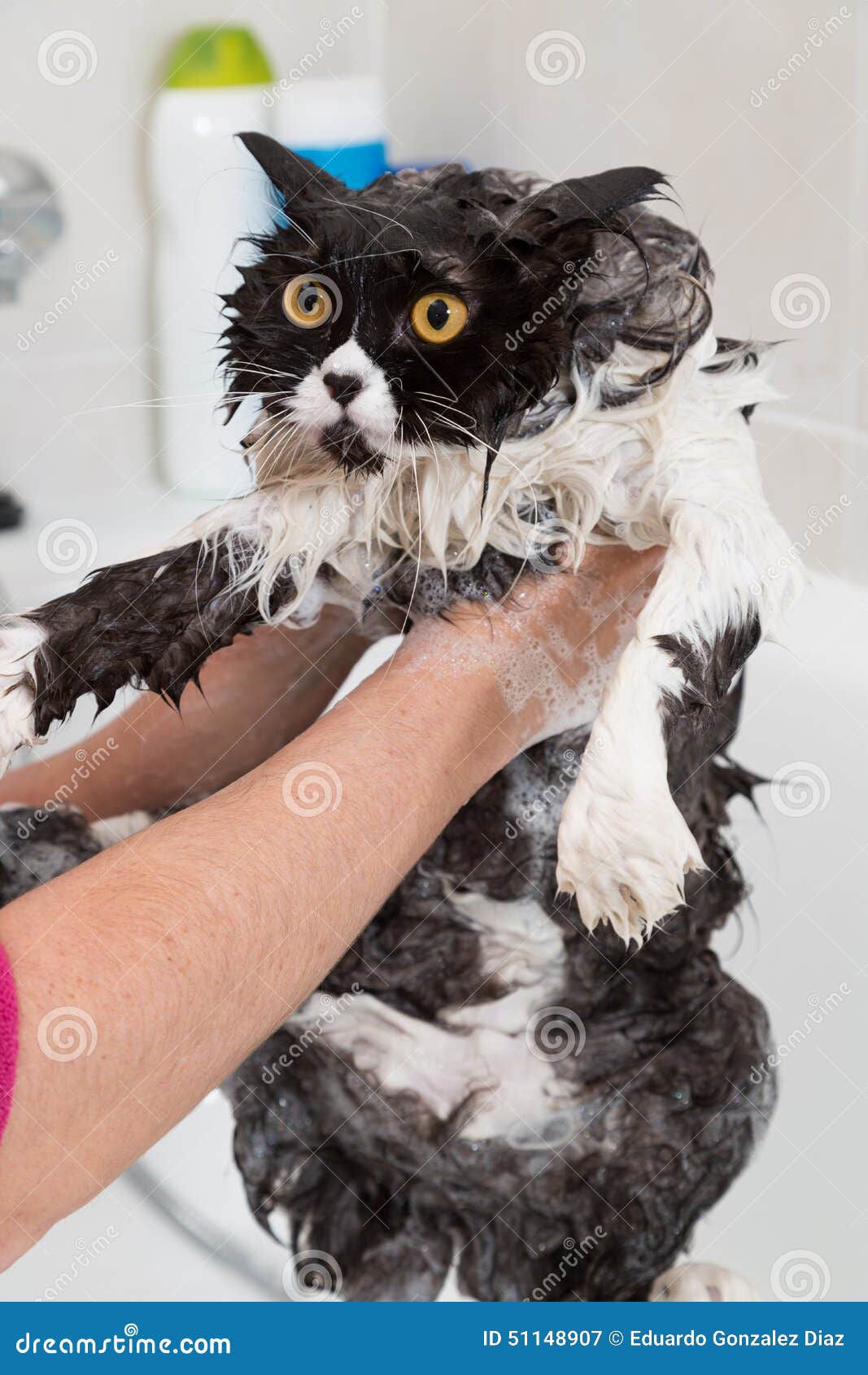 Bathing a cat stock image. Image of catling, shower, feline - 51148907