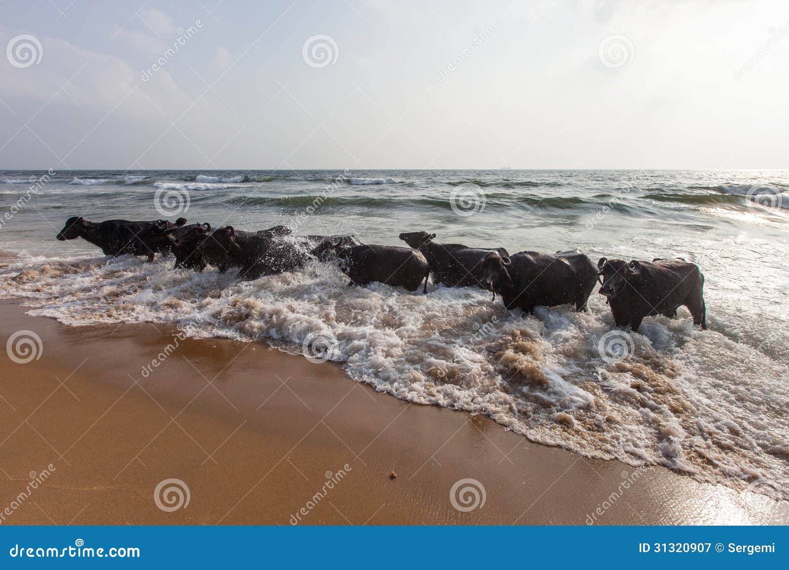 Bathing of a cows stock image. Image of beach, swimming - 31320907