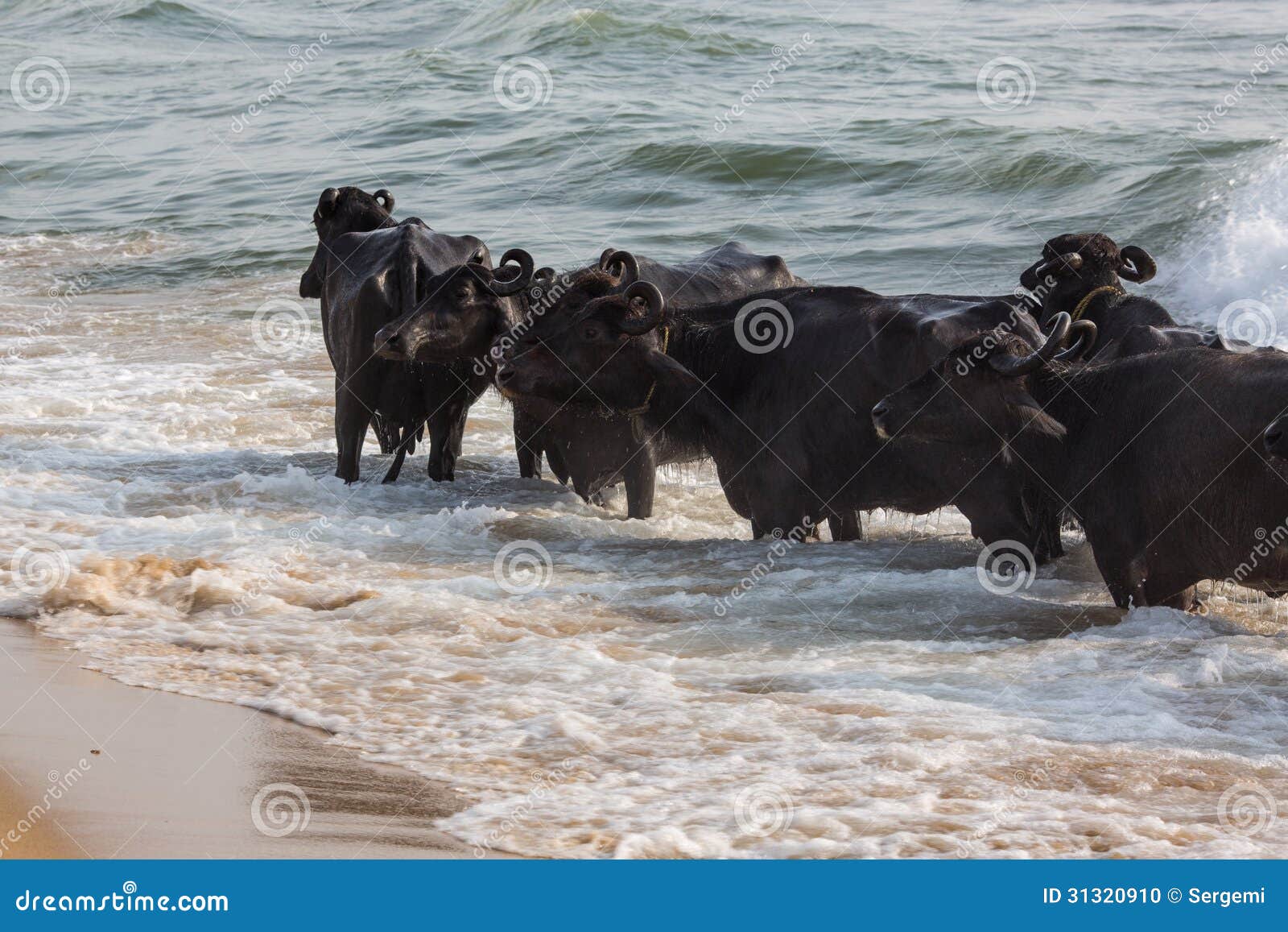 Bathing of a cows stock photo. Image of swimming, marina - 31320910
