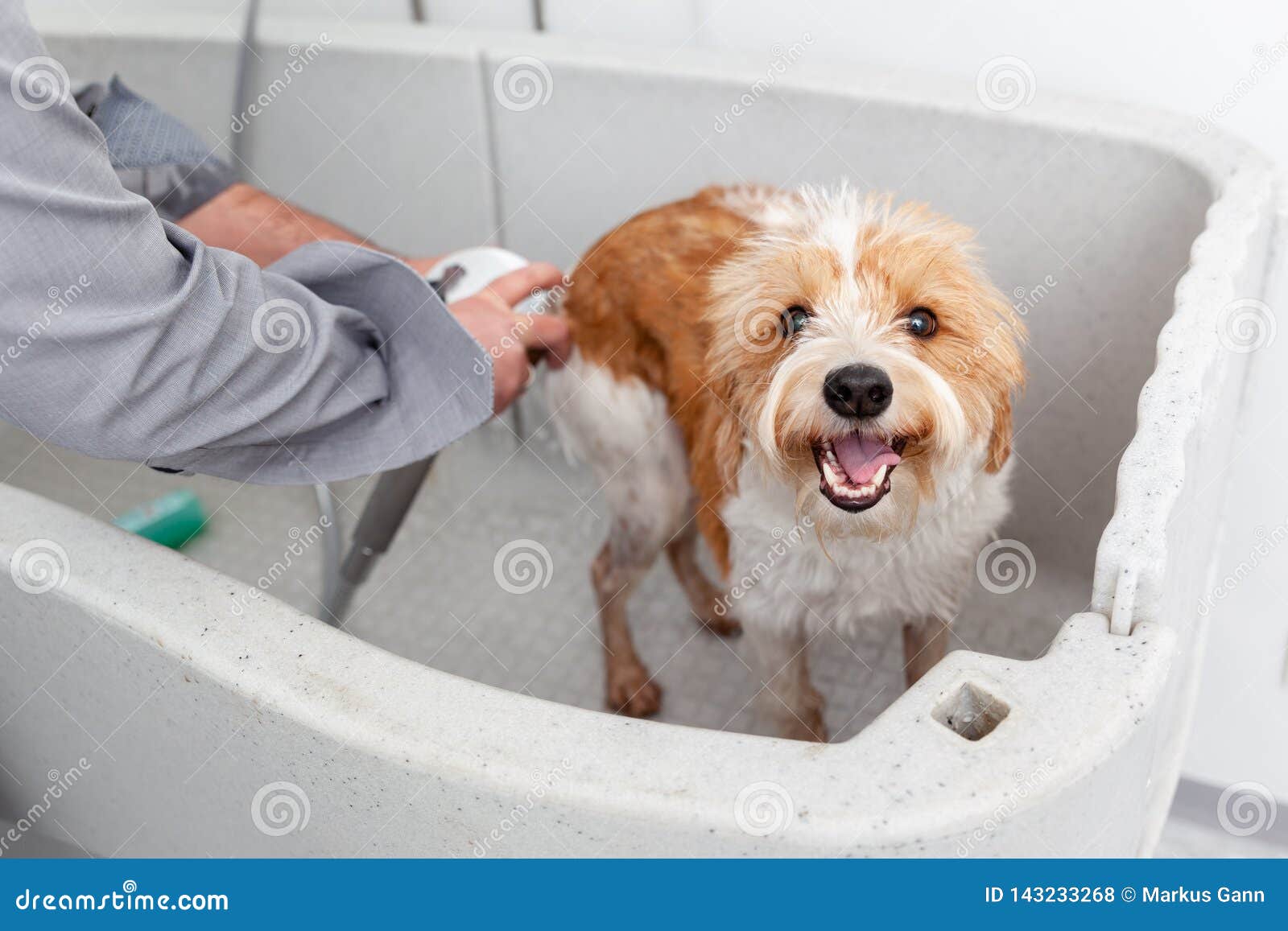 Bathing a cute dog stock photo. Image of pampered, health - 143233268