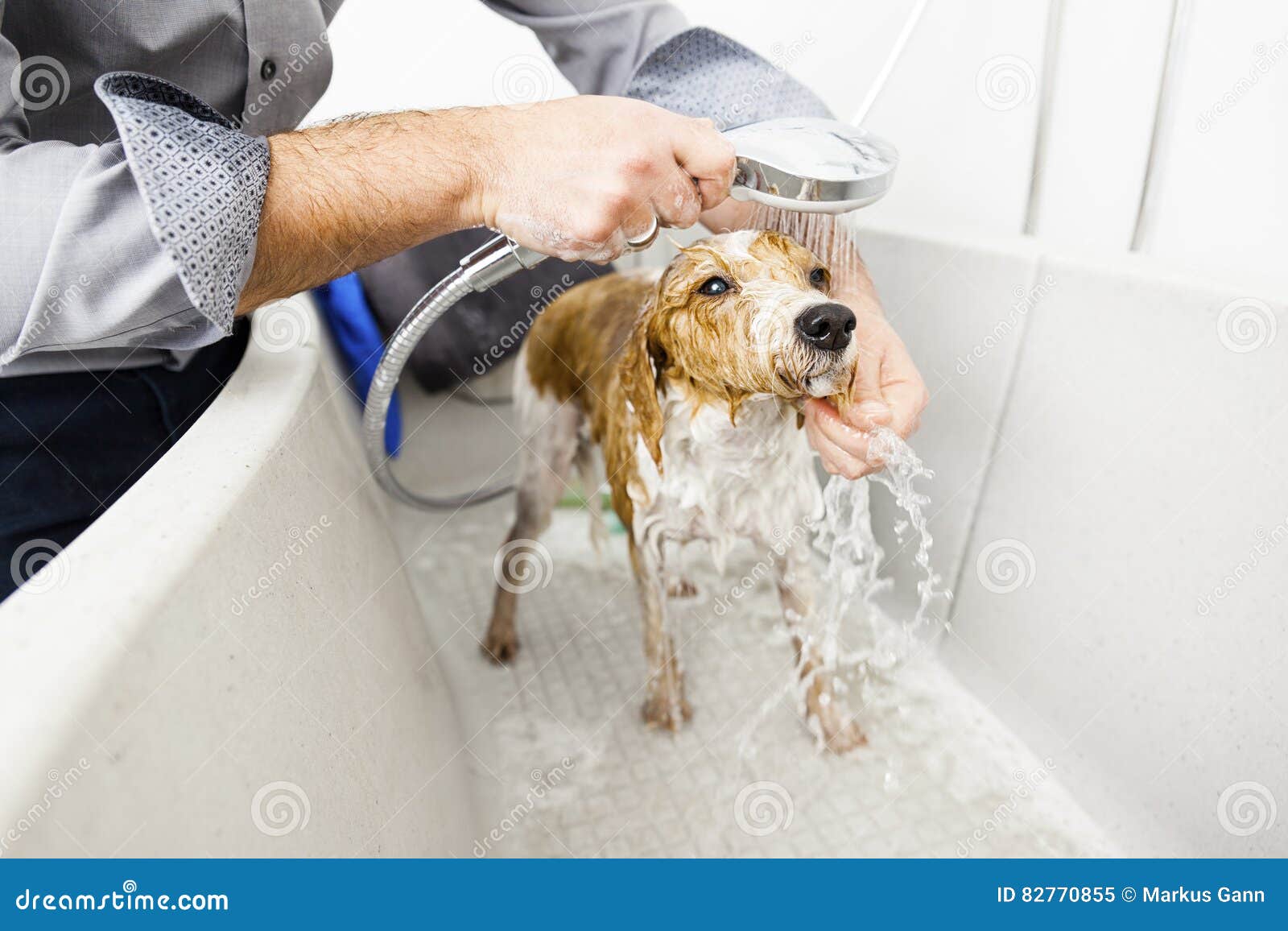 Bathing a cute dog stock image. Image of small, brown - 82770855