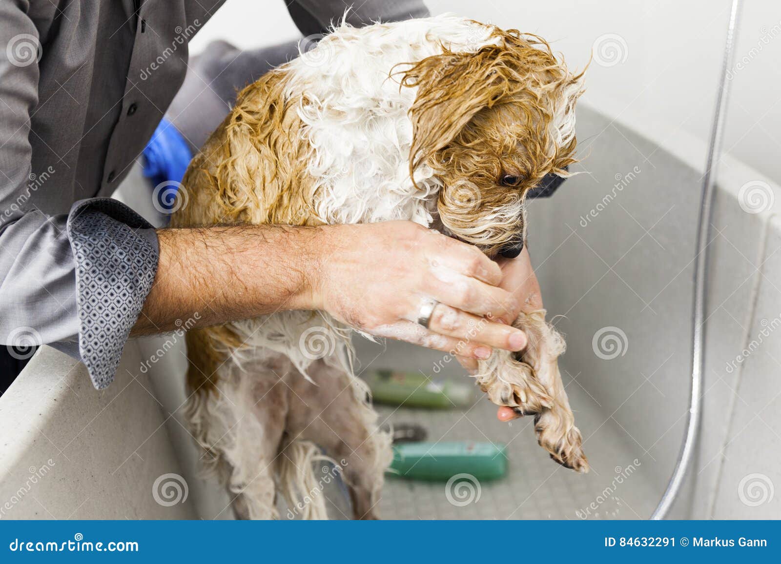 Bathing a cute dog stock image. Image of health, beautiful - 84632291