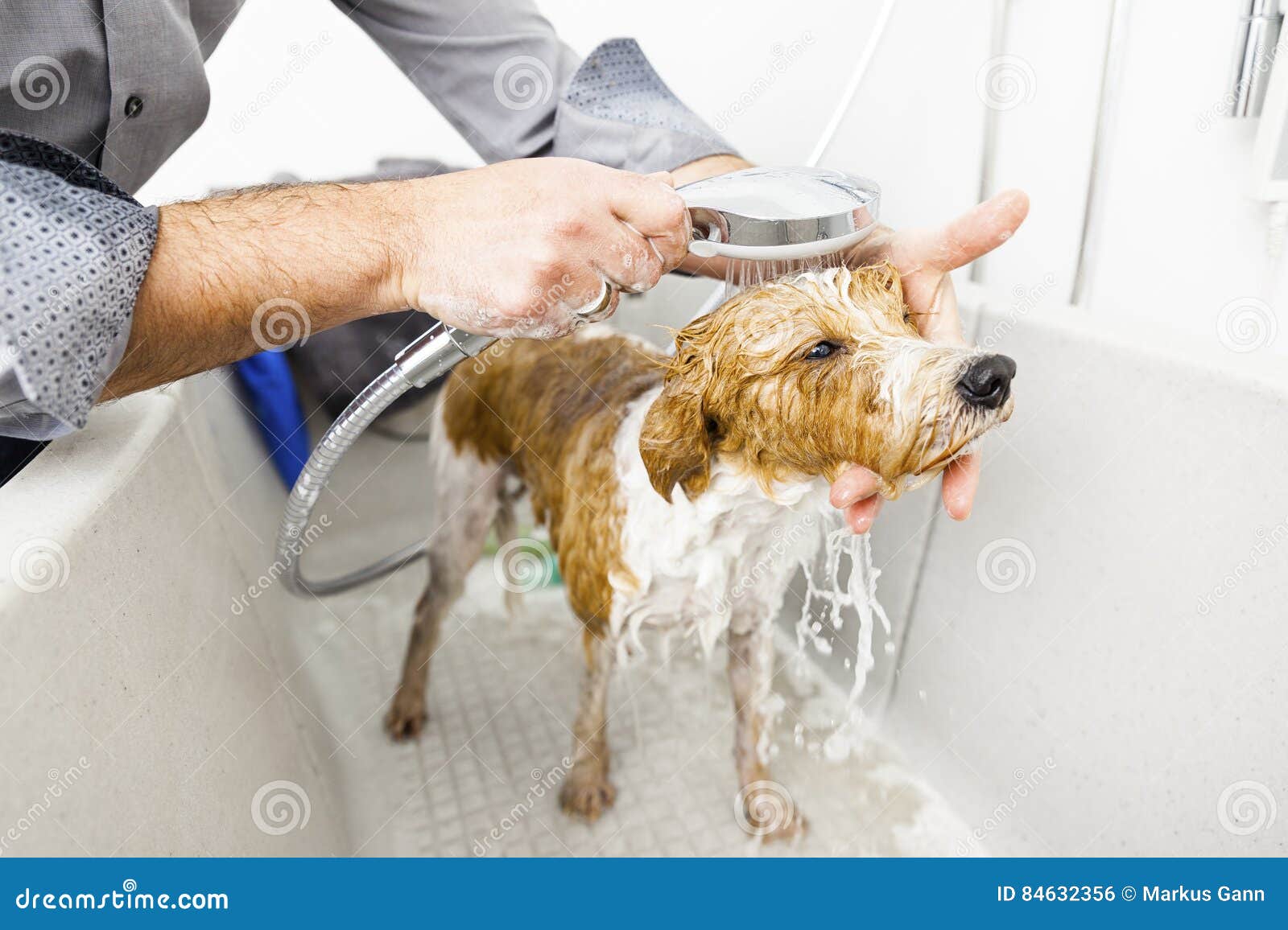 Bathing a cute dog stock photo. Image of soft, chow, beautiful - 84632356